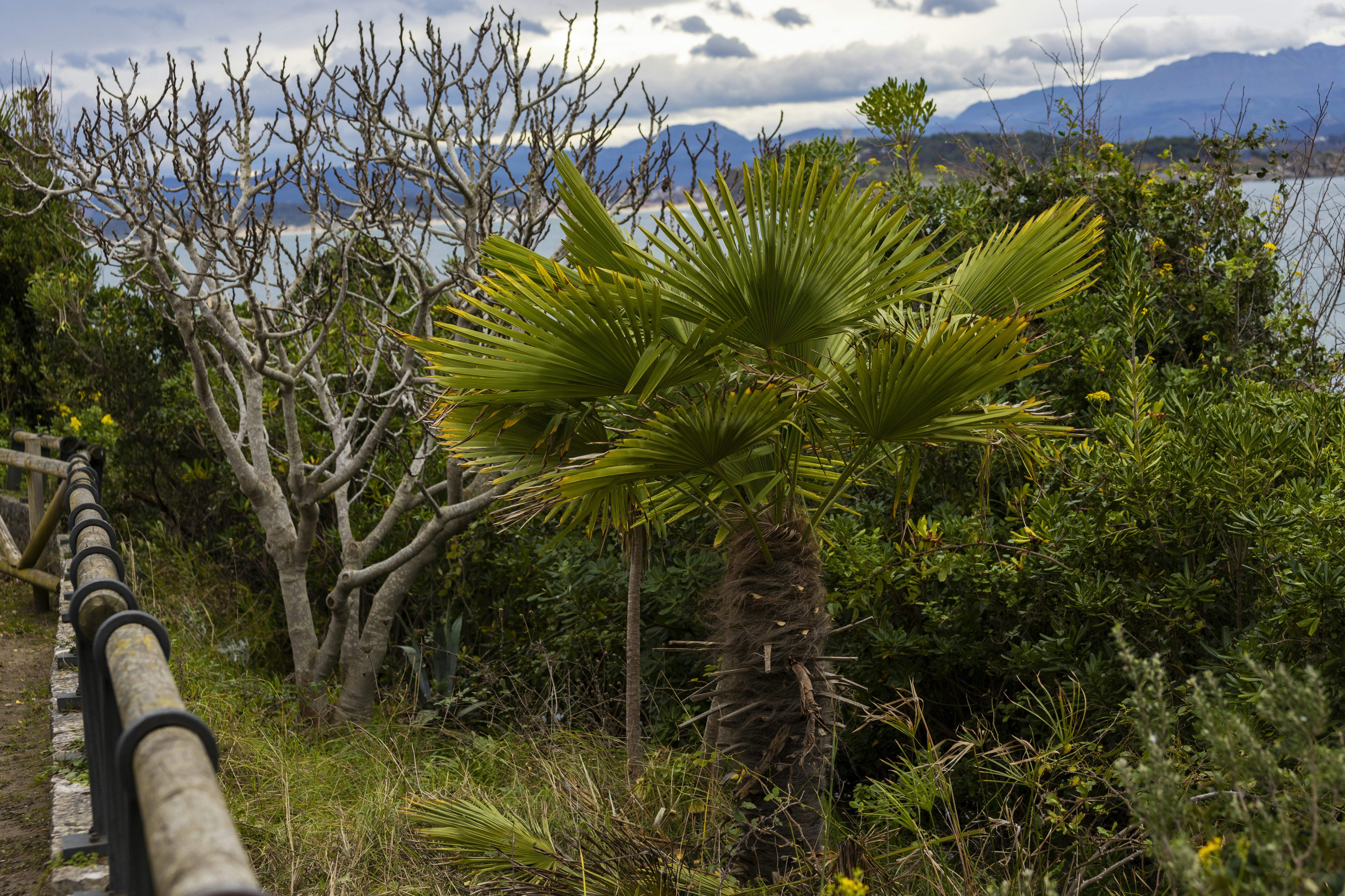 Palm Frond Corridor: Framing a Quiet Seascape Toward Distant Peaks