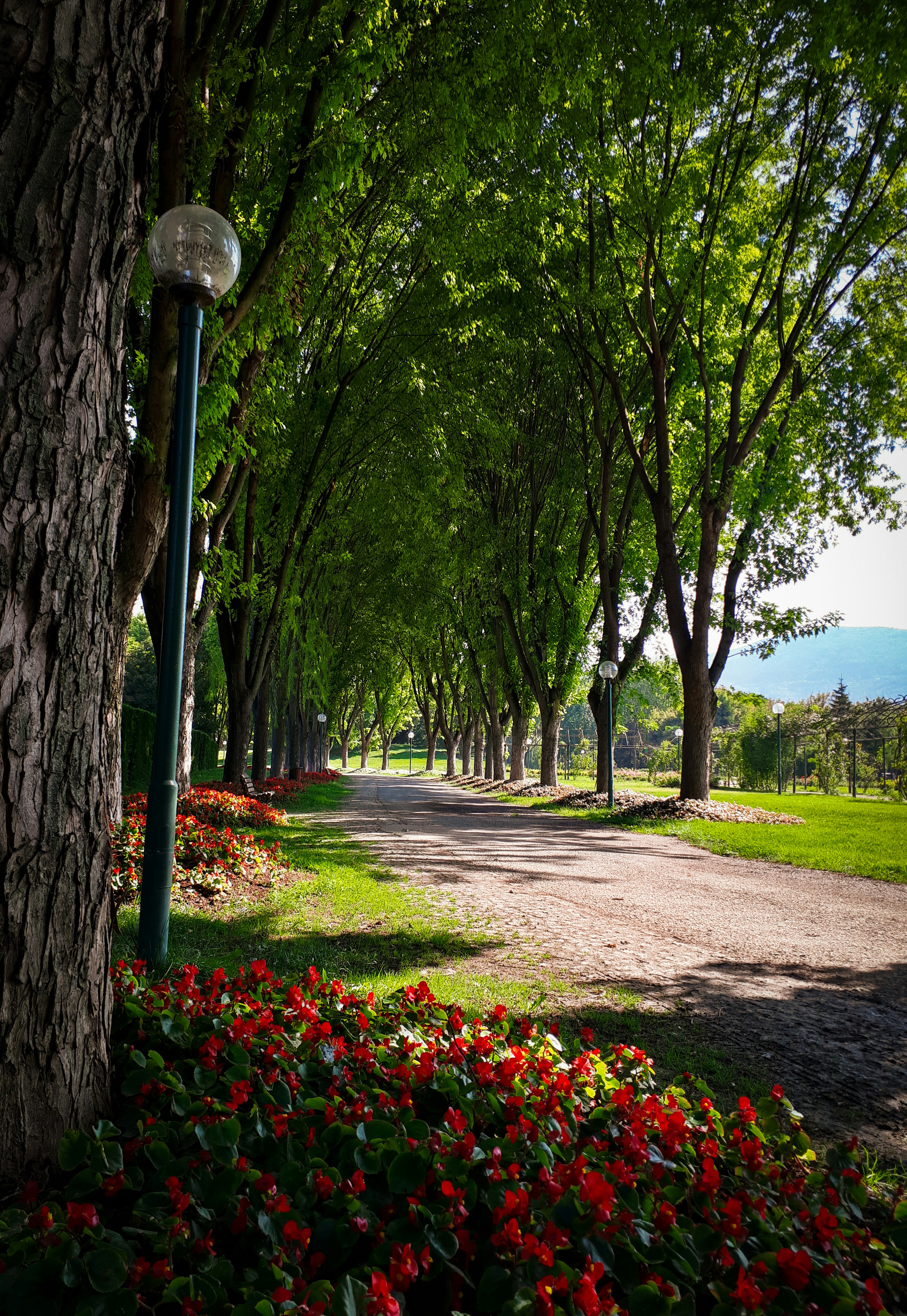 Lush green trees line a tranquil pathway adorned with vibrant red flowers, inviting a peaceful stroll through the park.