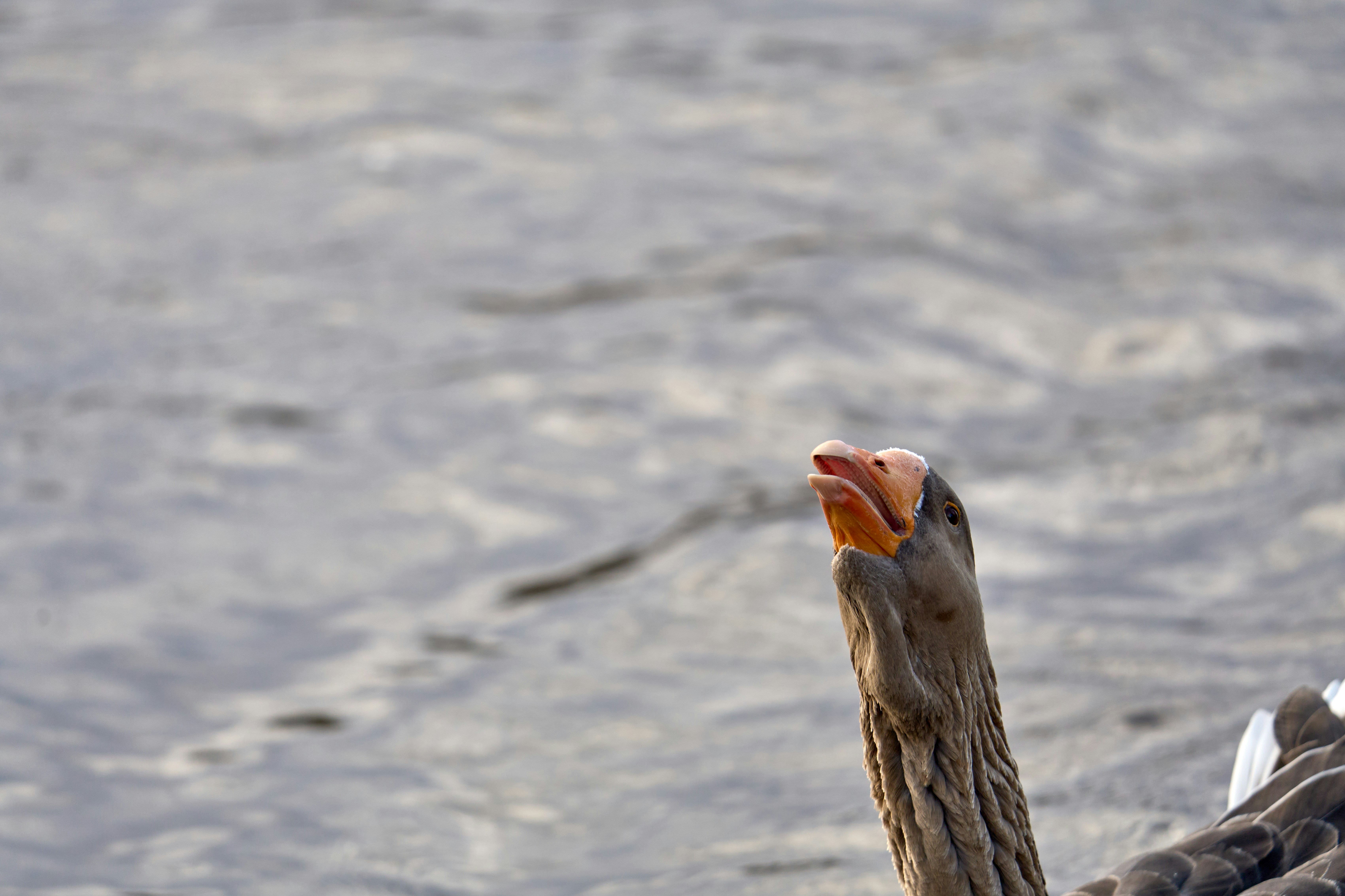 Photo by Wolfgang Hasselmann with Sony Alpha 7 IV