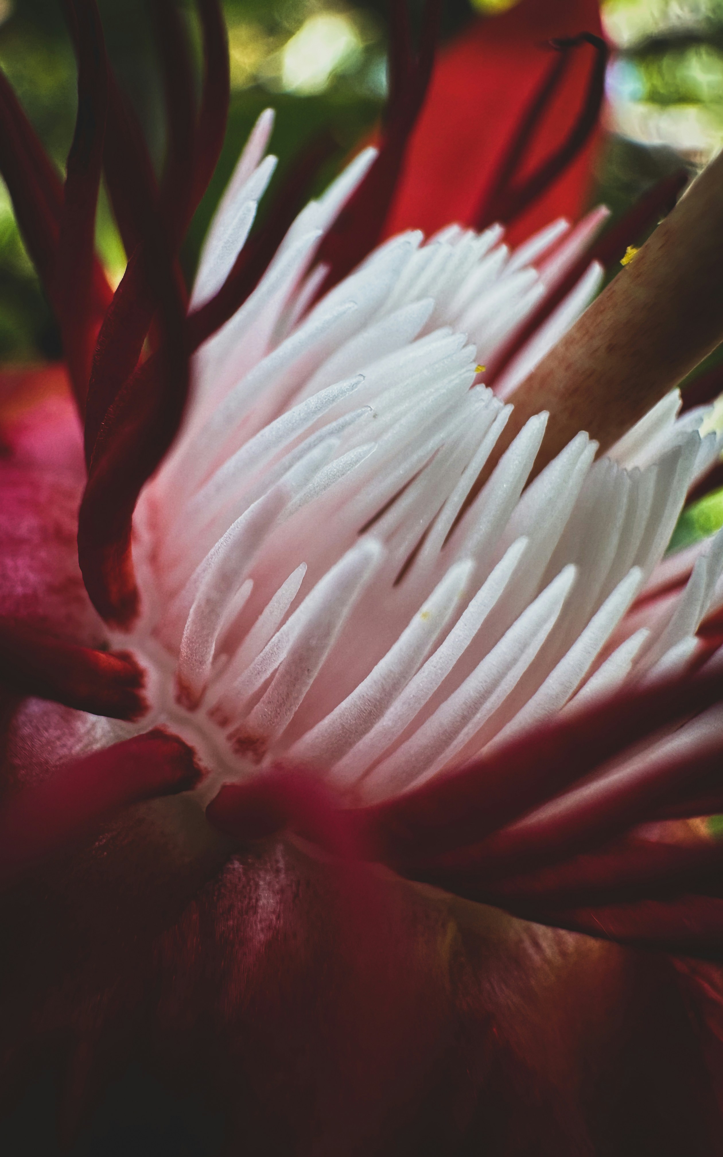 White Crown in Crimson Veil: A Macro Bloom Close-Up