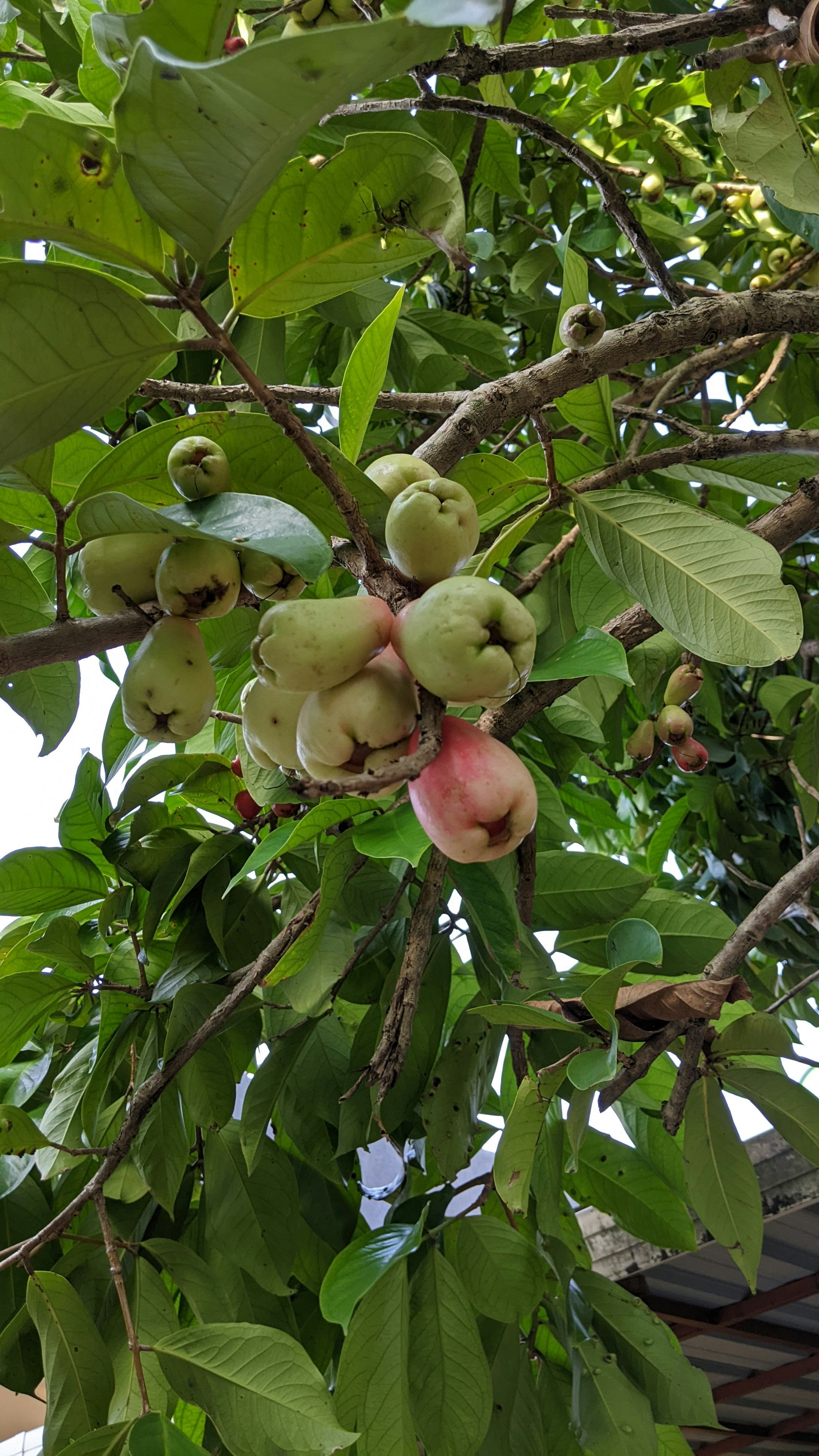 Cluster of green and pink fruits hanging from a tree amidst vibrant green leaves.