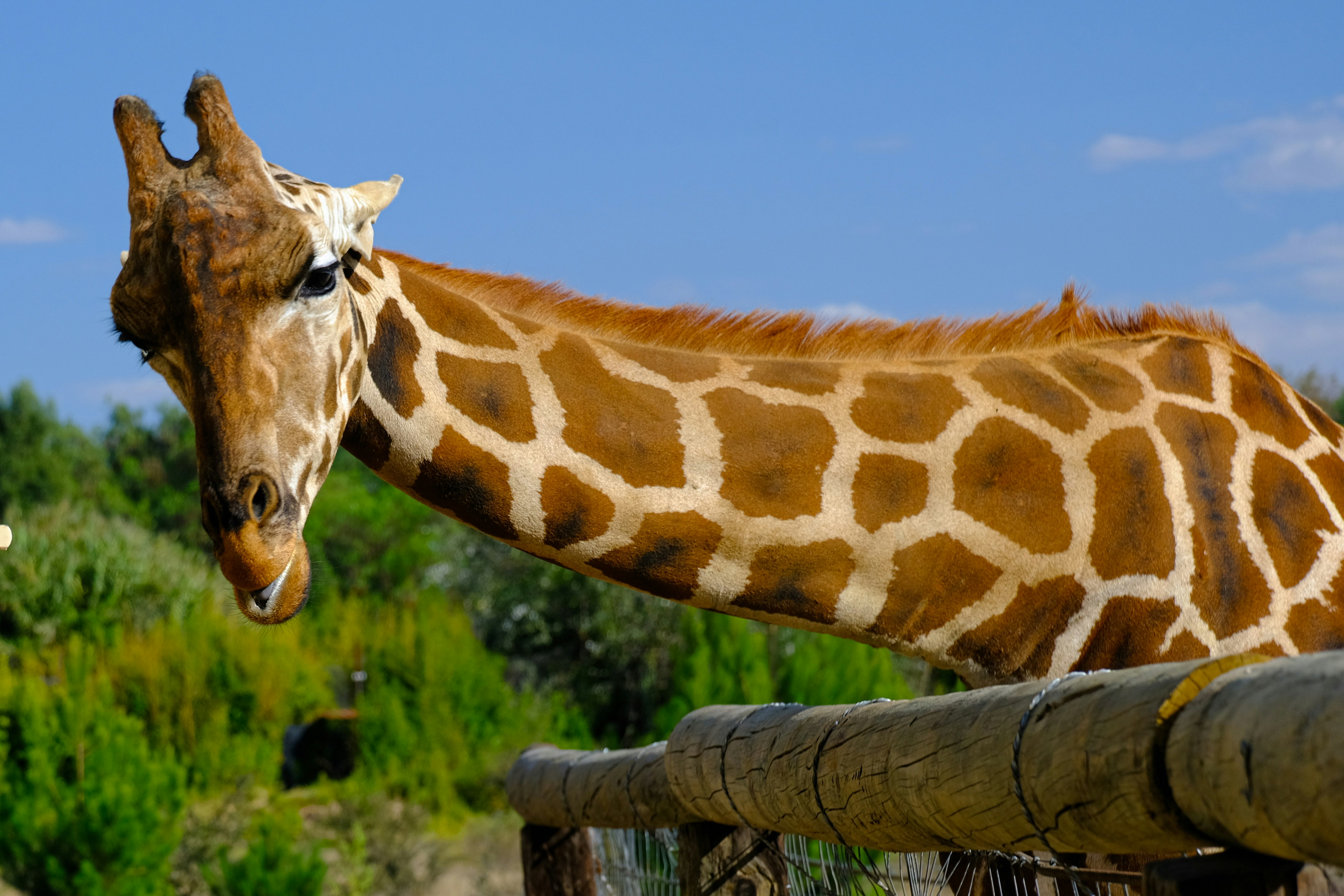 a giraffe standing next to a wooden fence