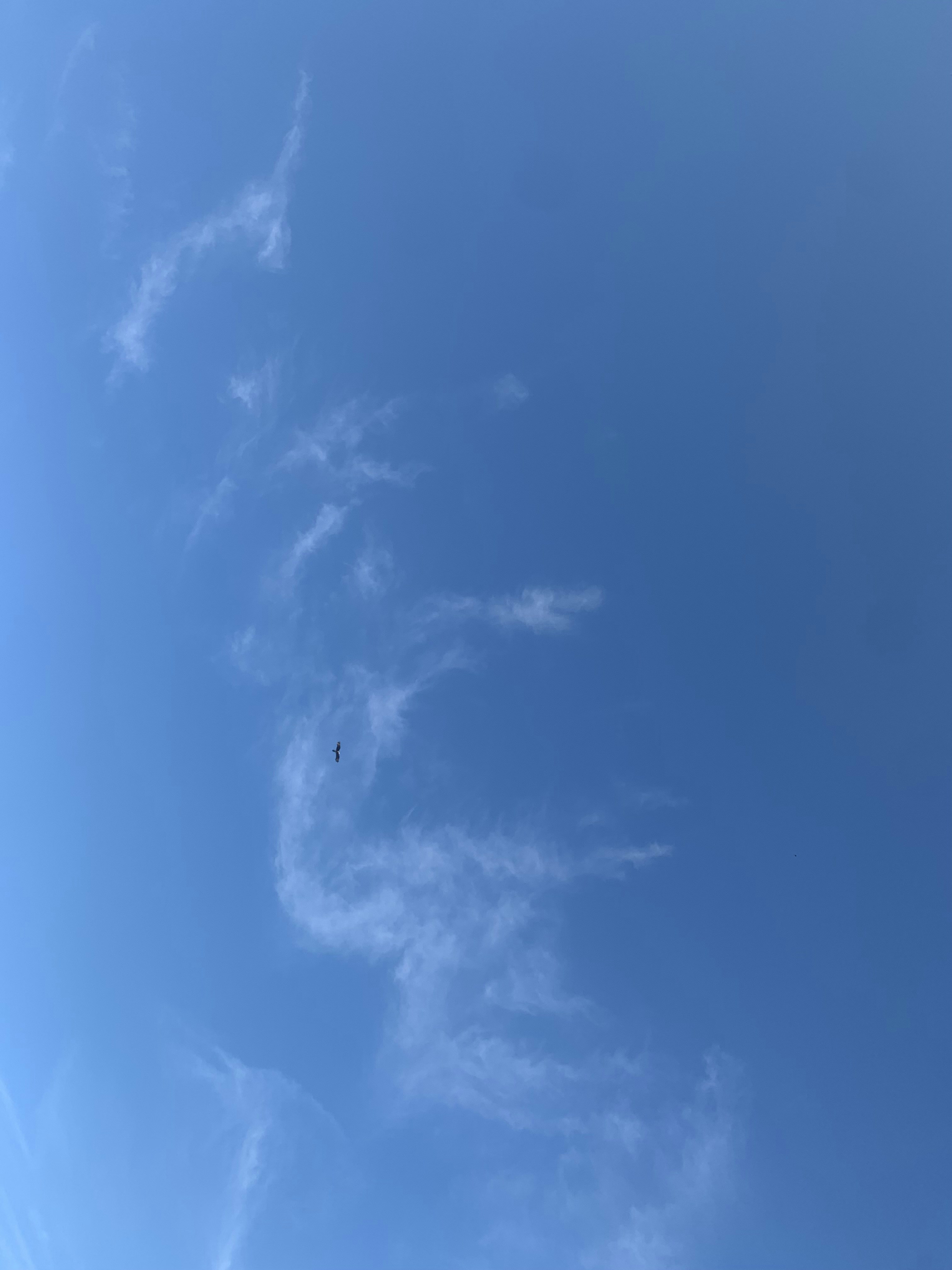 Azure Trace: a lone bird threads through cirrus above a calm sky