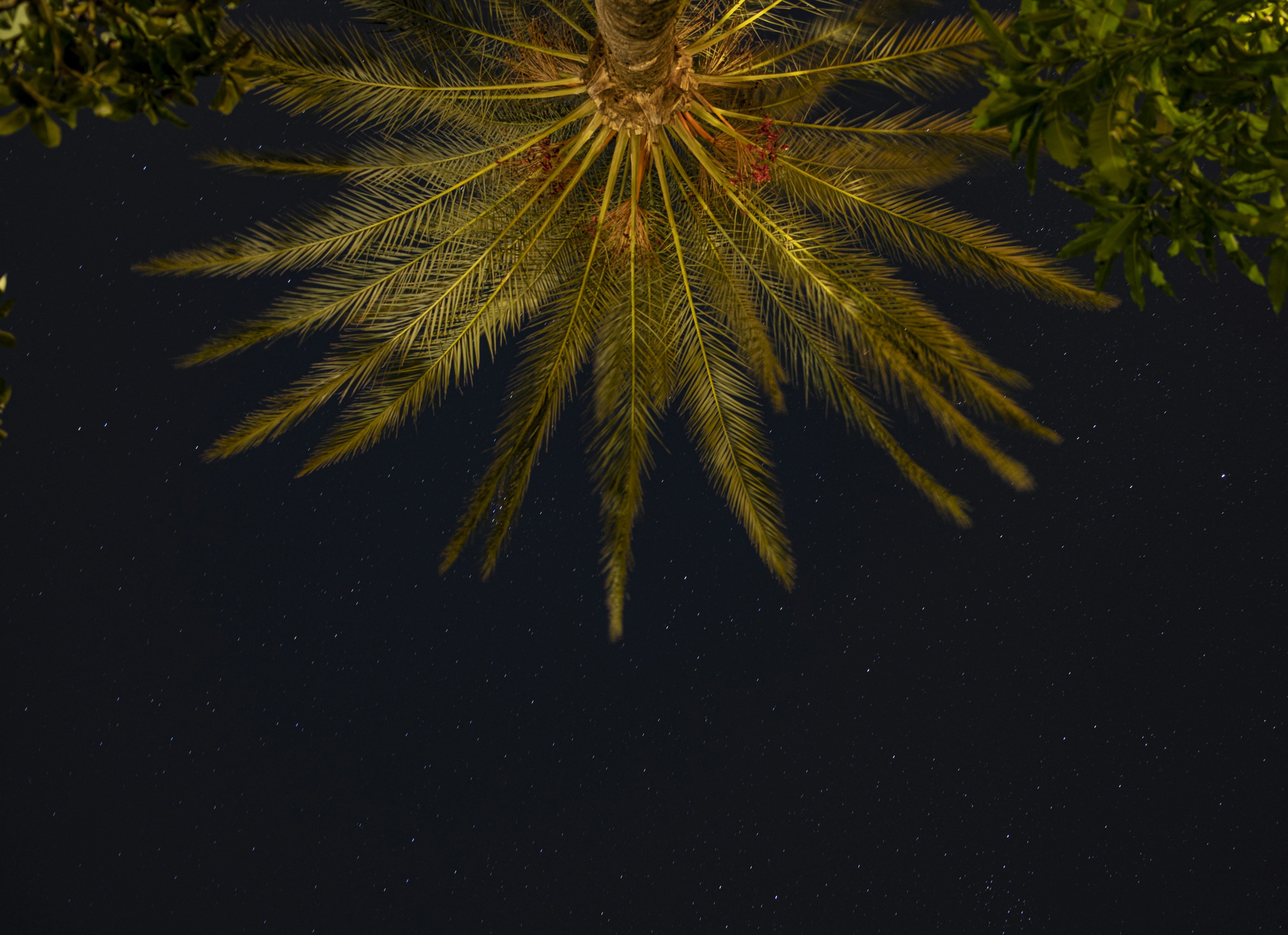 Palm Crown Against a Starry Night Sky