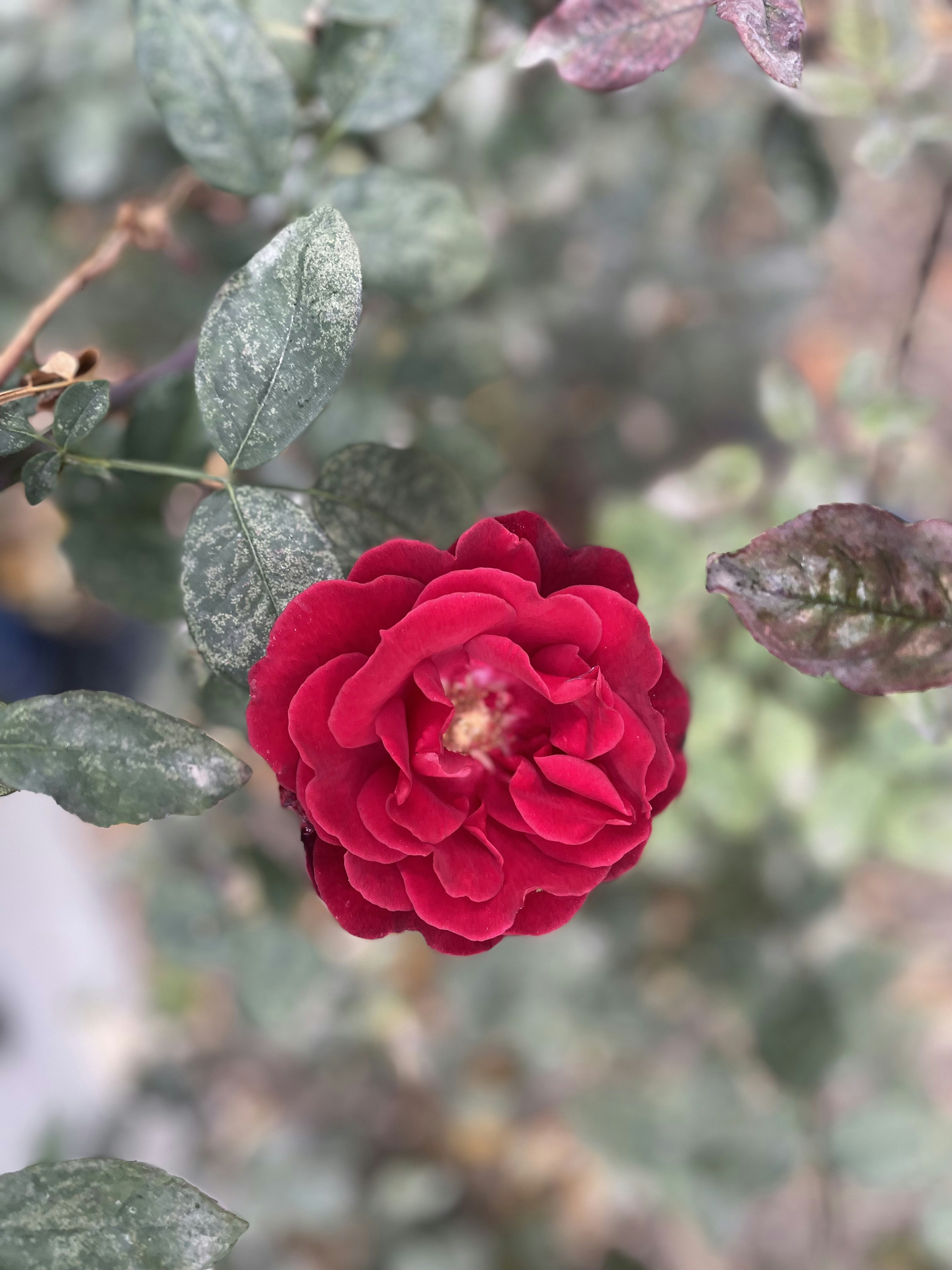 Apple iPhone 12 Pro Sample Shots