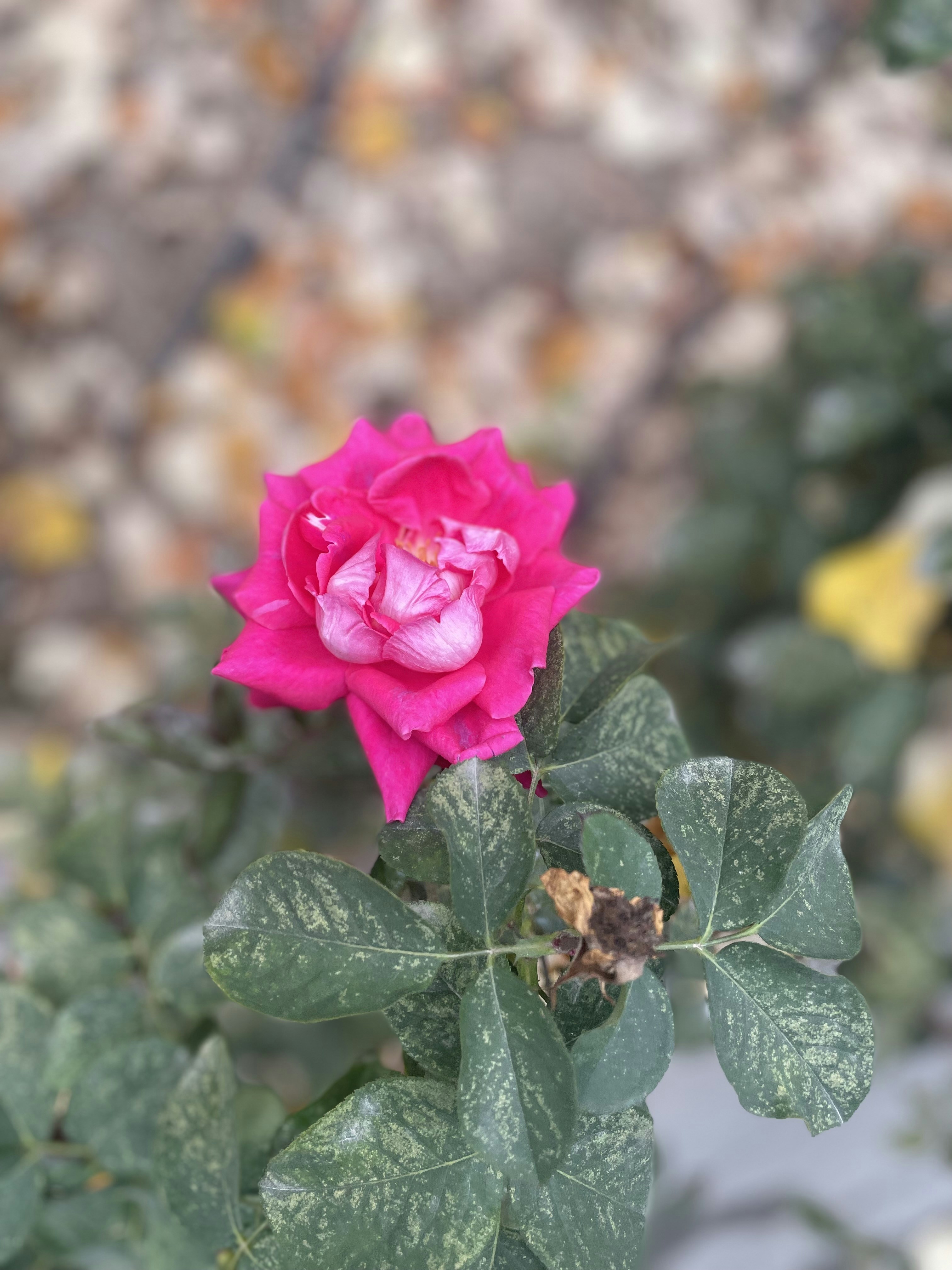 Rosy Pink Bloom Between Foliage on a Softly Blurred Path