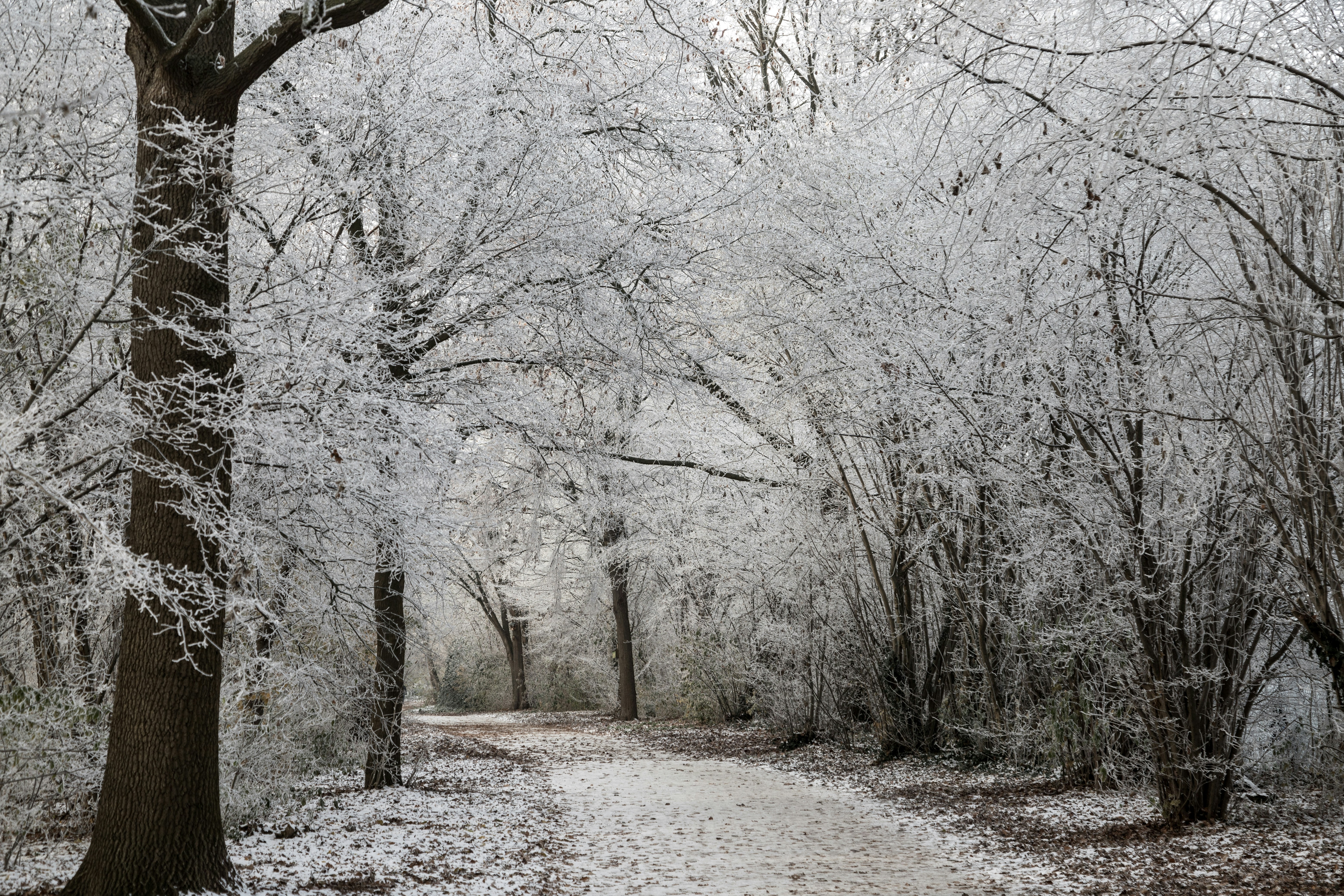 A path through a snowy forest with lots of trees photo – Free 69469 ...