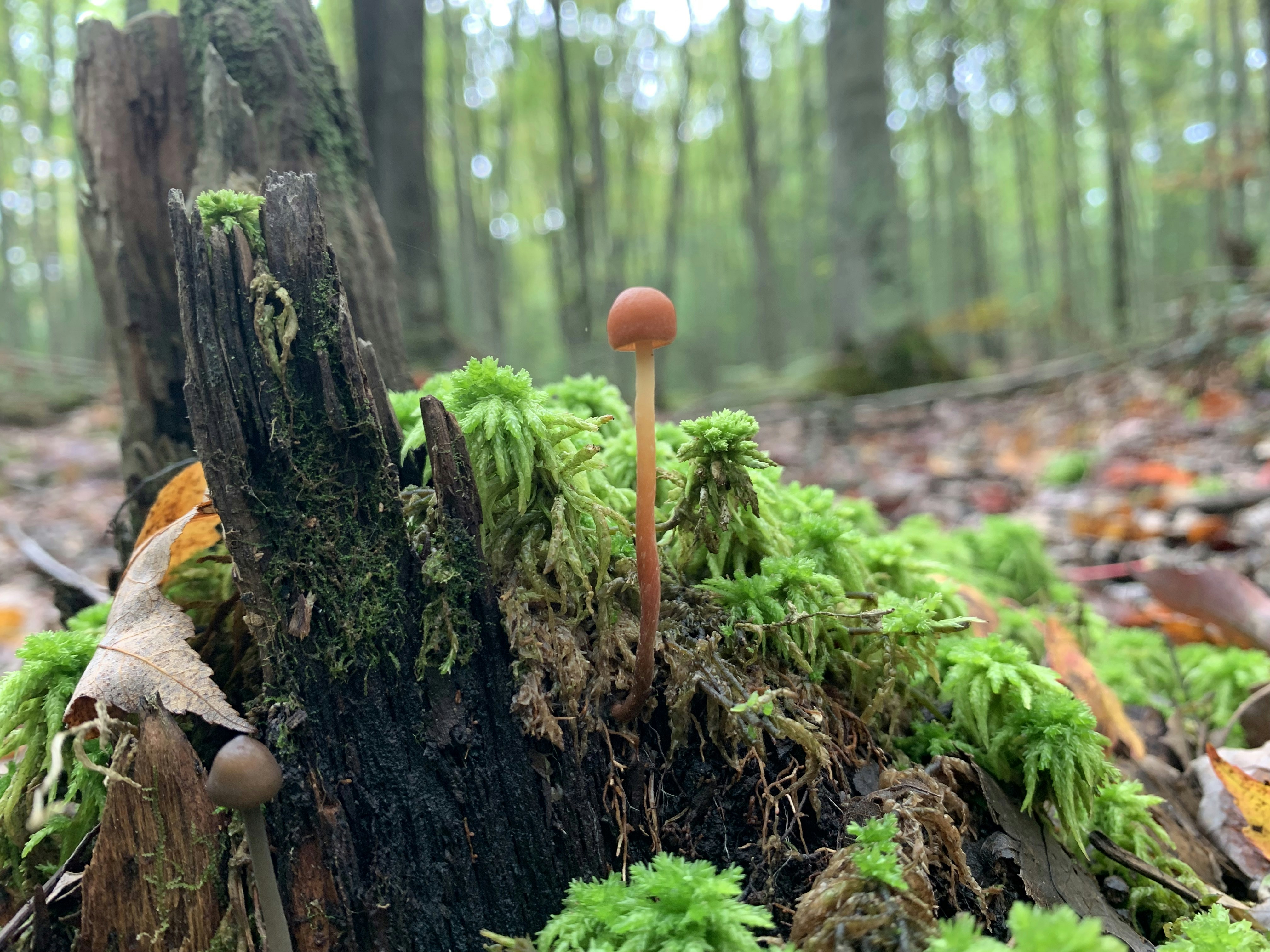 Amber-Capped Mushroom Rises from a Mossy Forest Log
