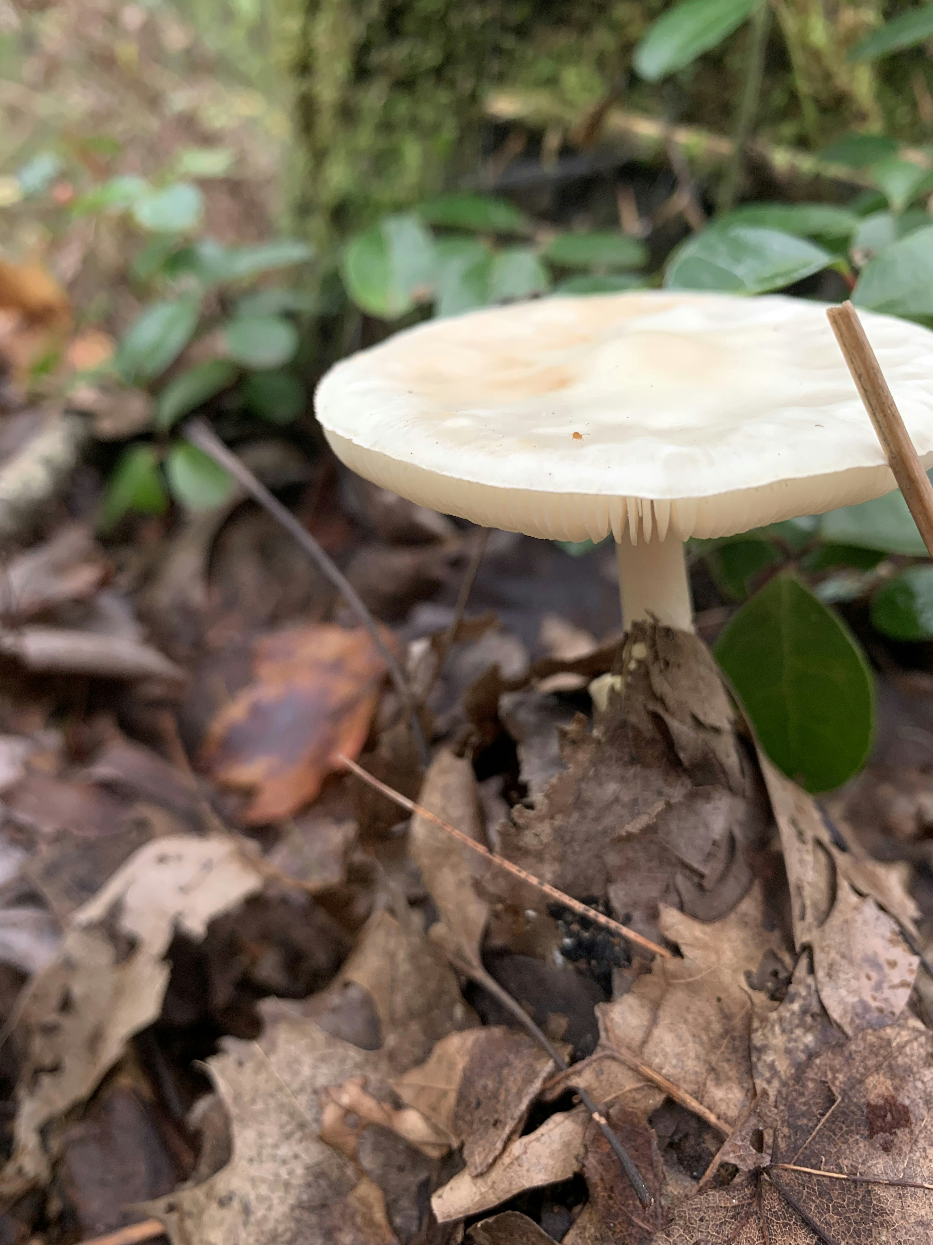a small white mushroom sitting on the ground