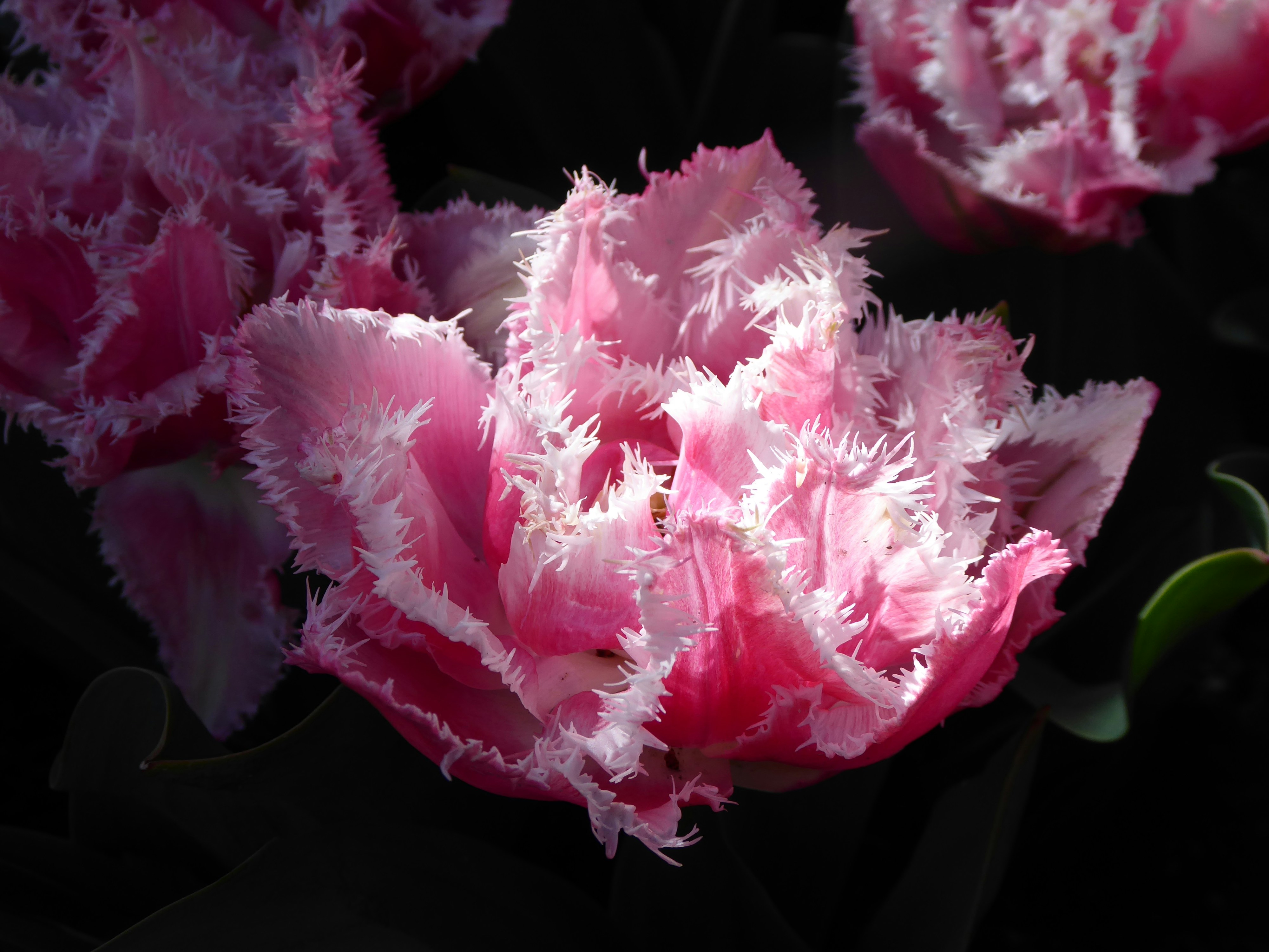 Fringed Pink Tulip in Velvet Shadow