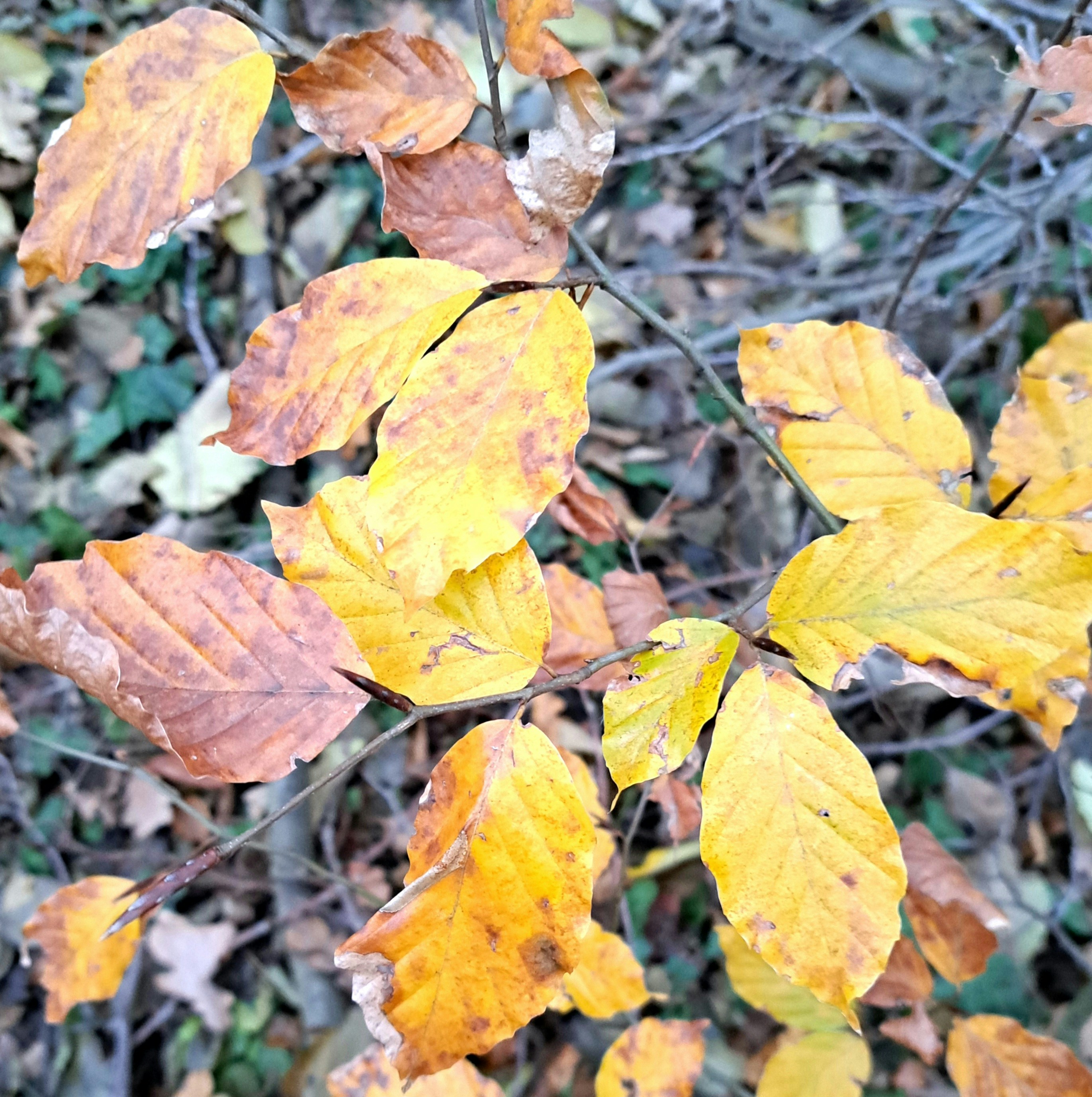 Autumn Thread: Sunlit Golden Leaves in a Quiet Thicket