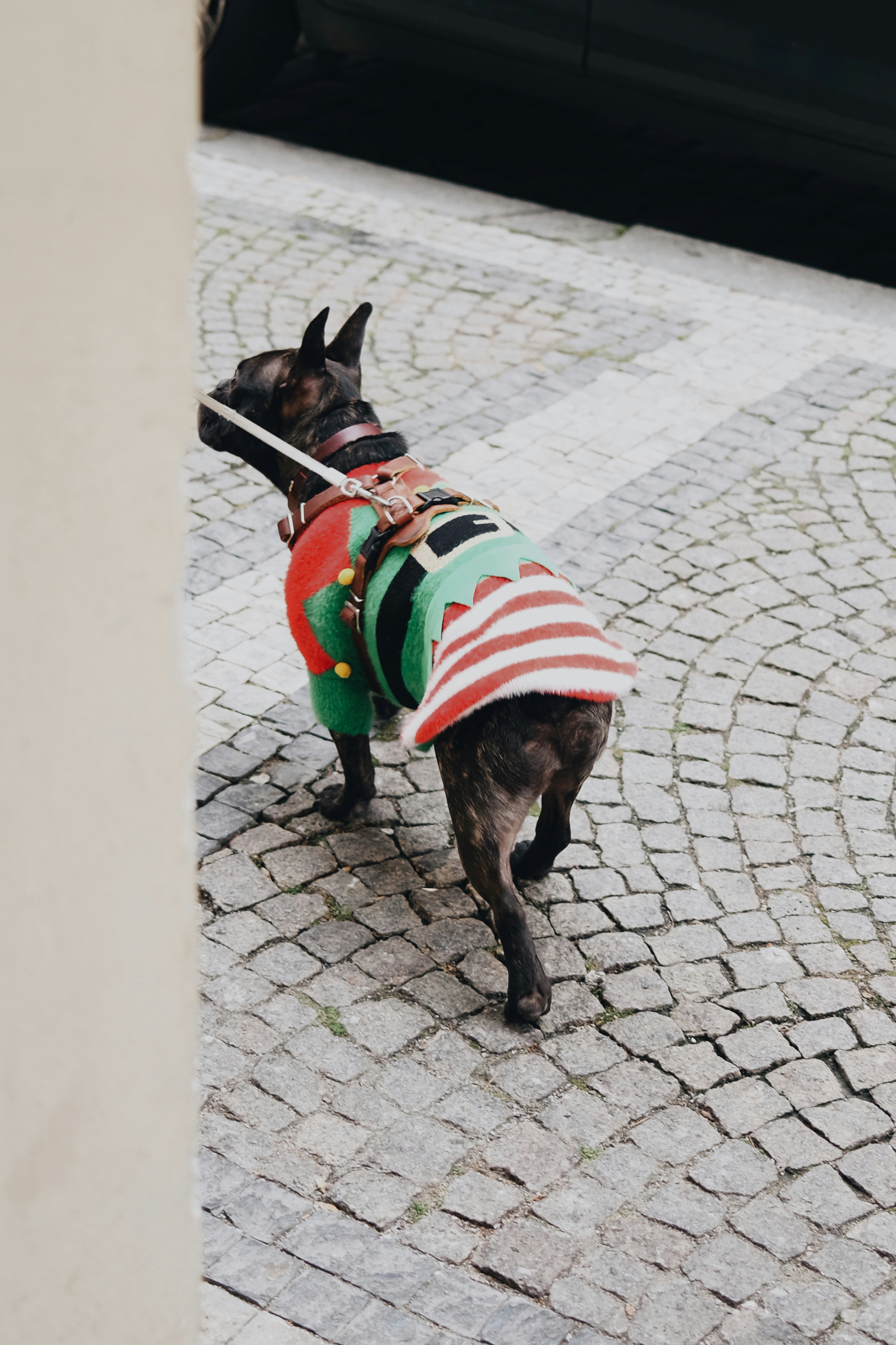 Festive Chihuahua on Cobblestones