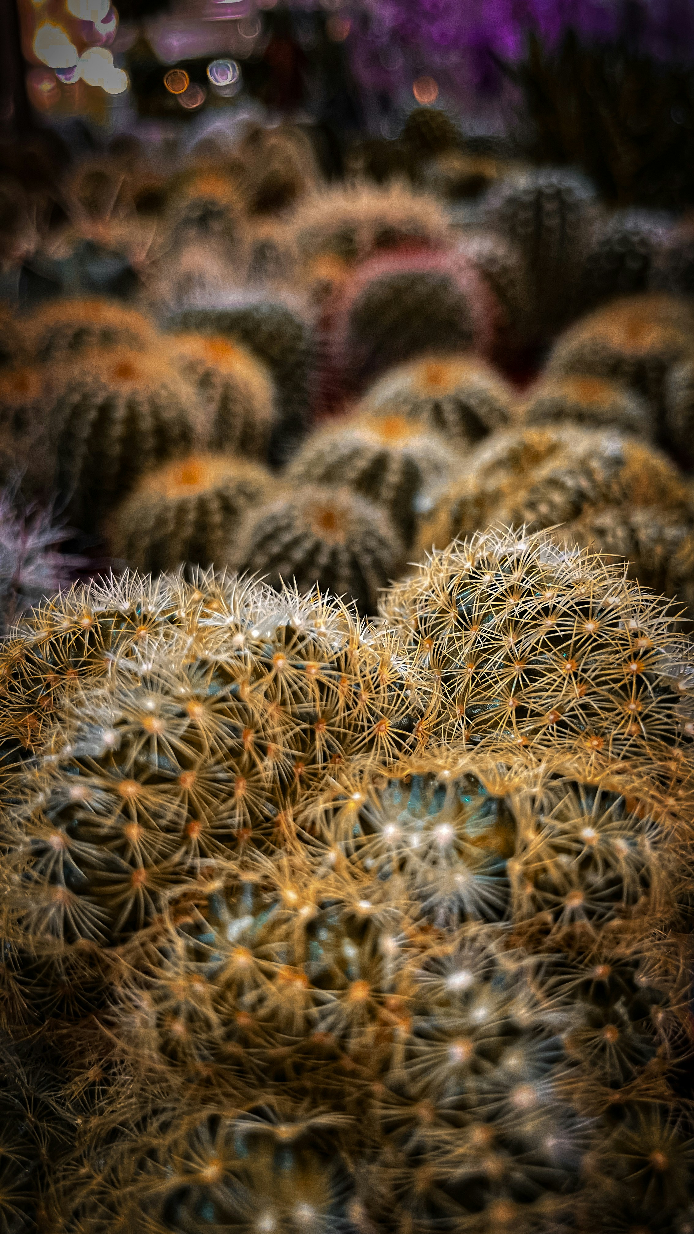 Golden Spines at Night: Close-Up of Barrel Cacti