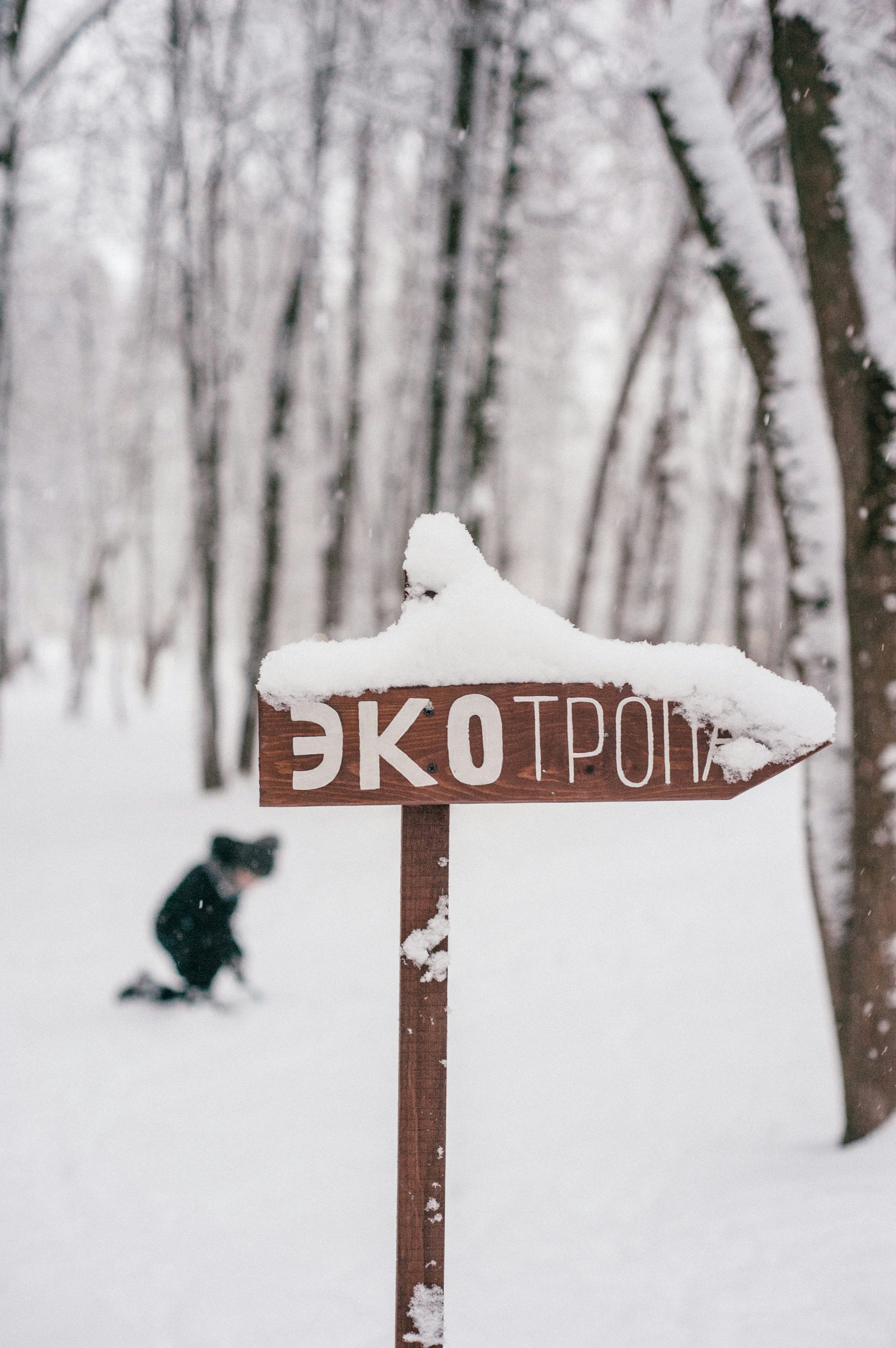 Snowbound Signpost: A Quiet Forest Pointing to Eco Trails