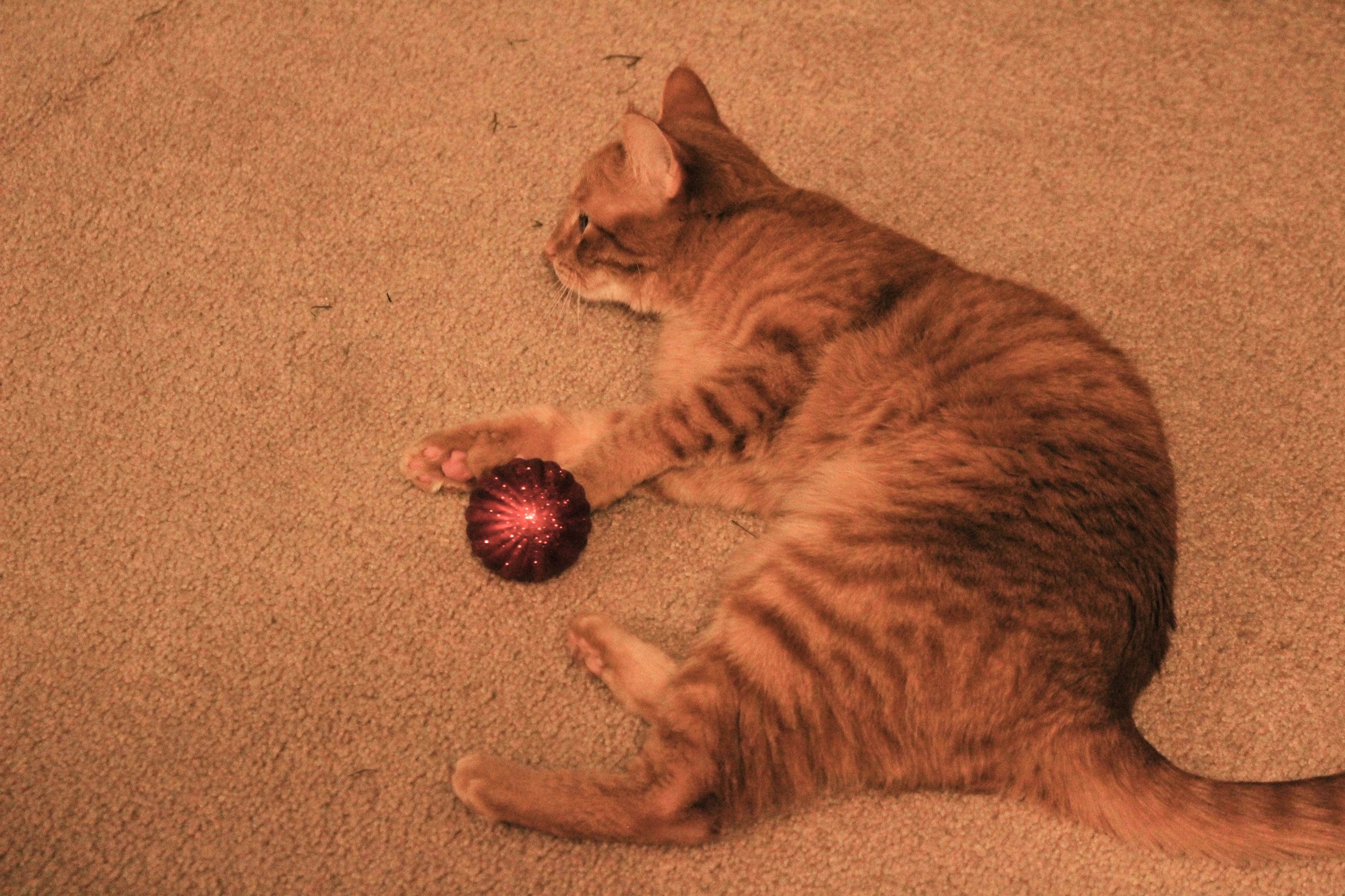 Un chat jouant avec une balle sur le sol photo – Photo gratuite sur ...