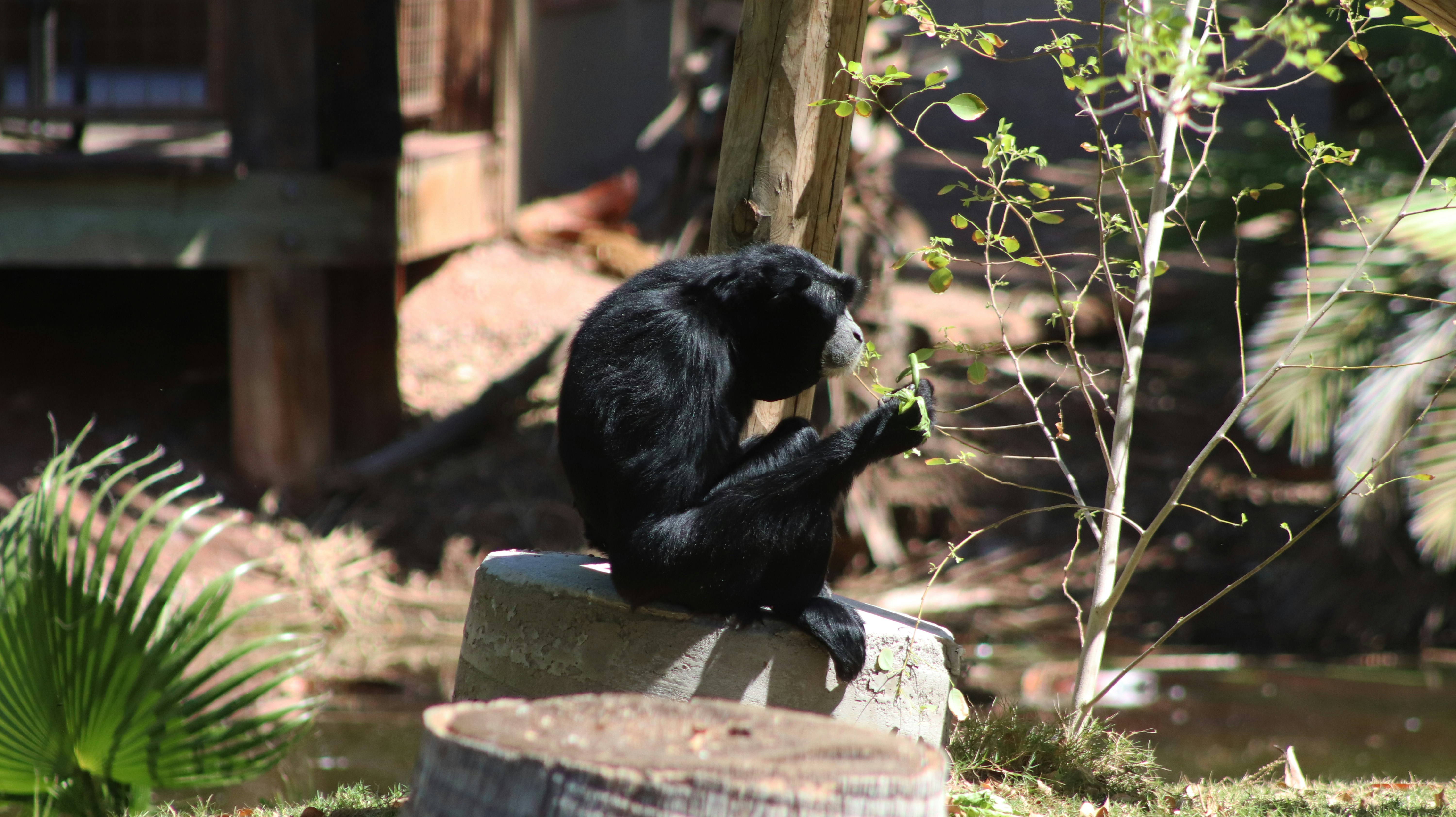 a black bear sitting on top of a cement block