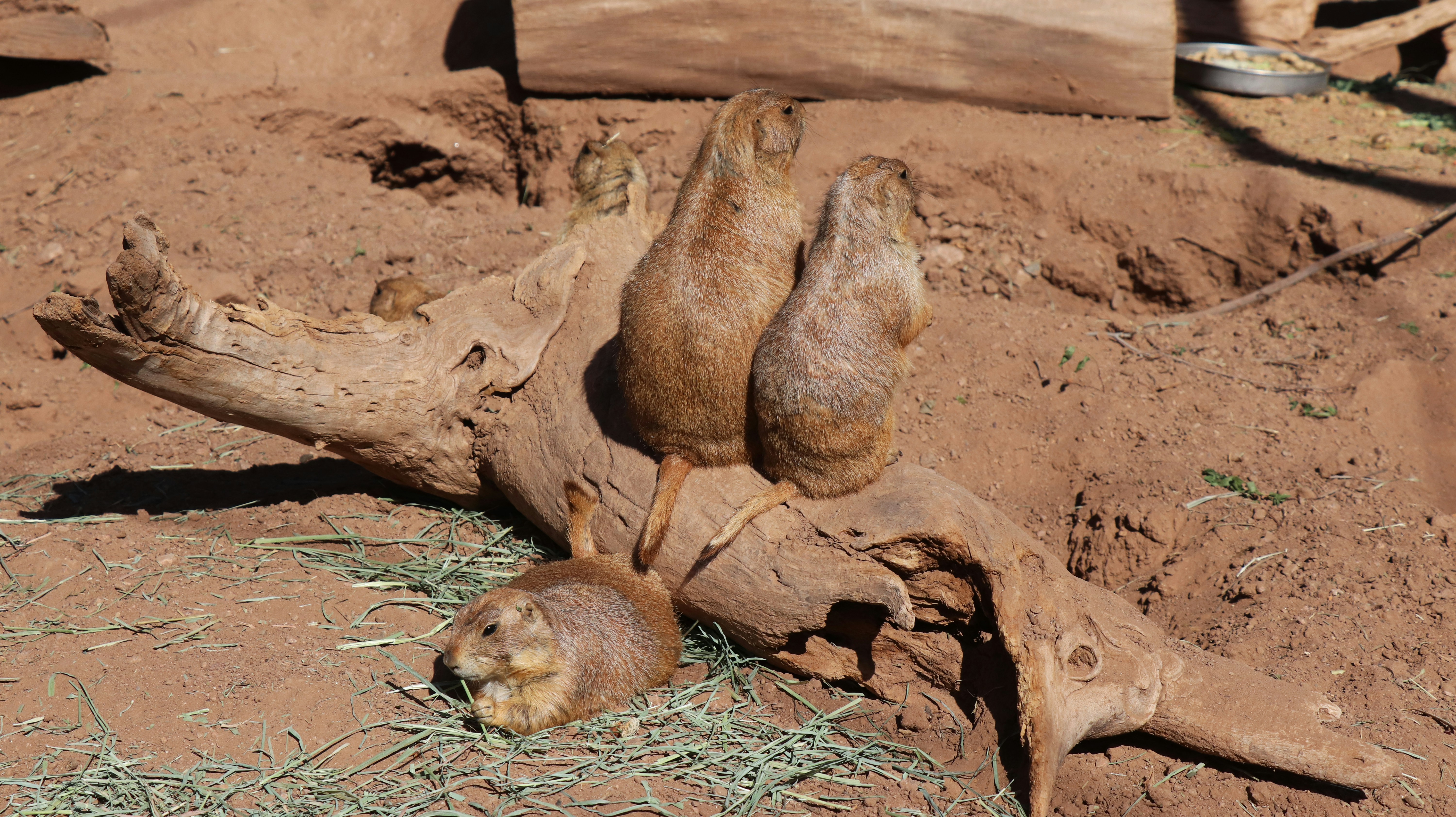 a couple of animals that are on some dirt