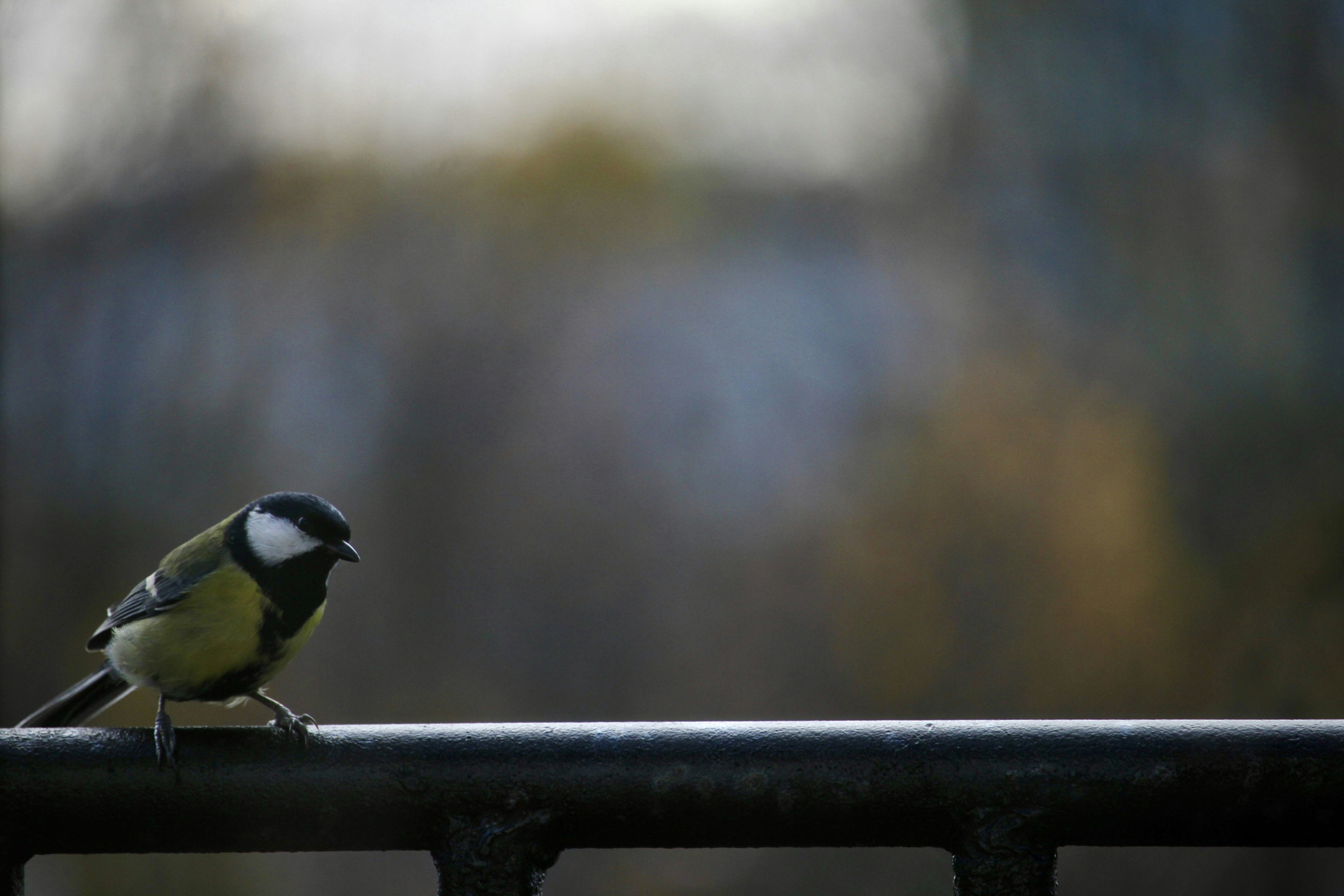 Great Tit on a Rail: Crisp Subject, Blurred Velvet Backdrop