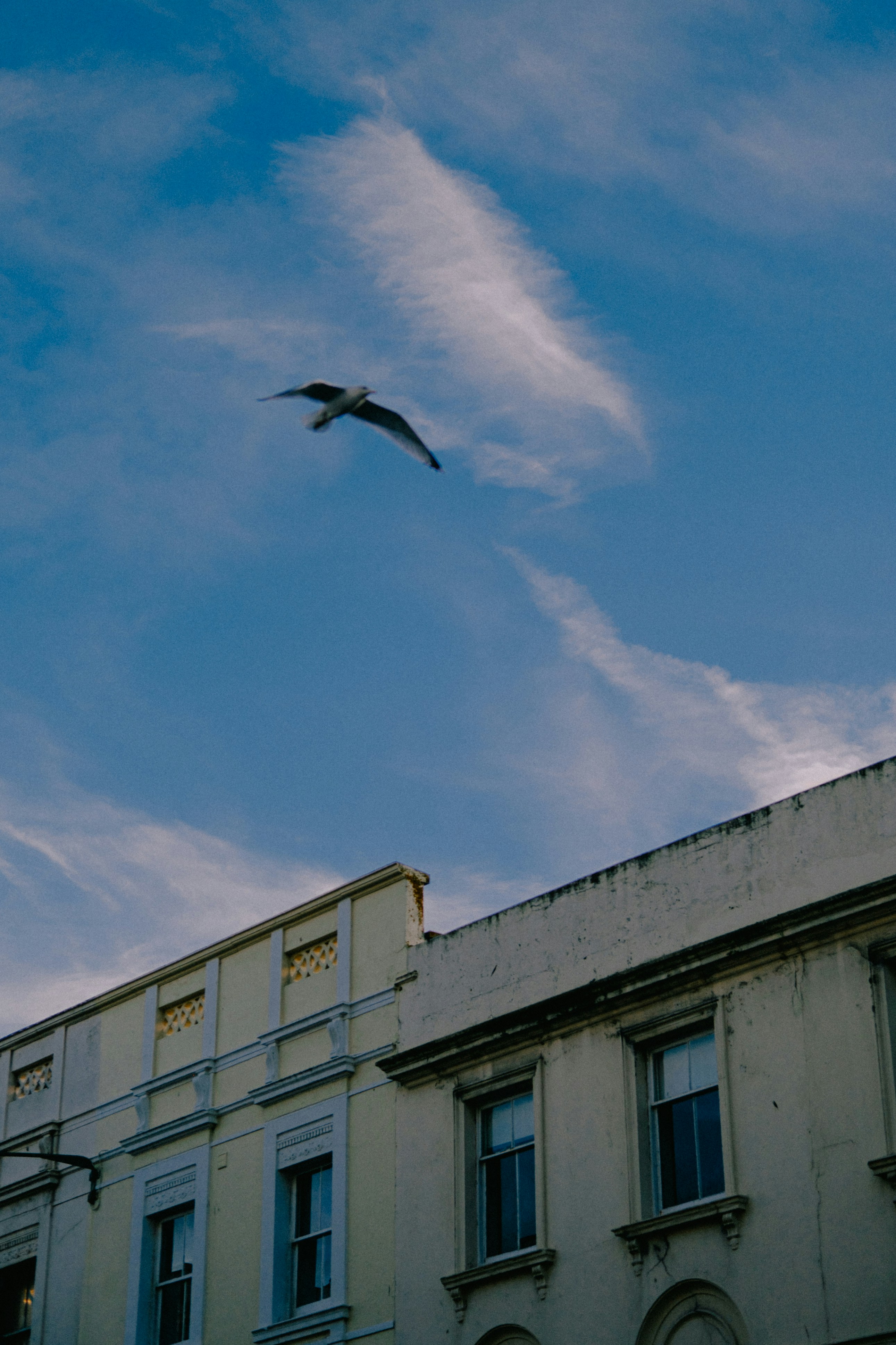 A bird flying in the sky over a building photo – Free Brighton Image on ...