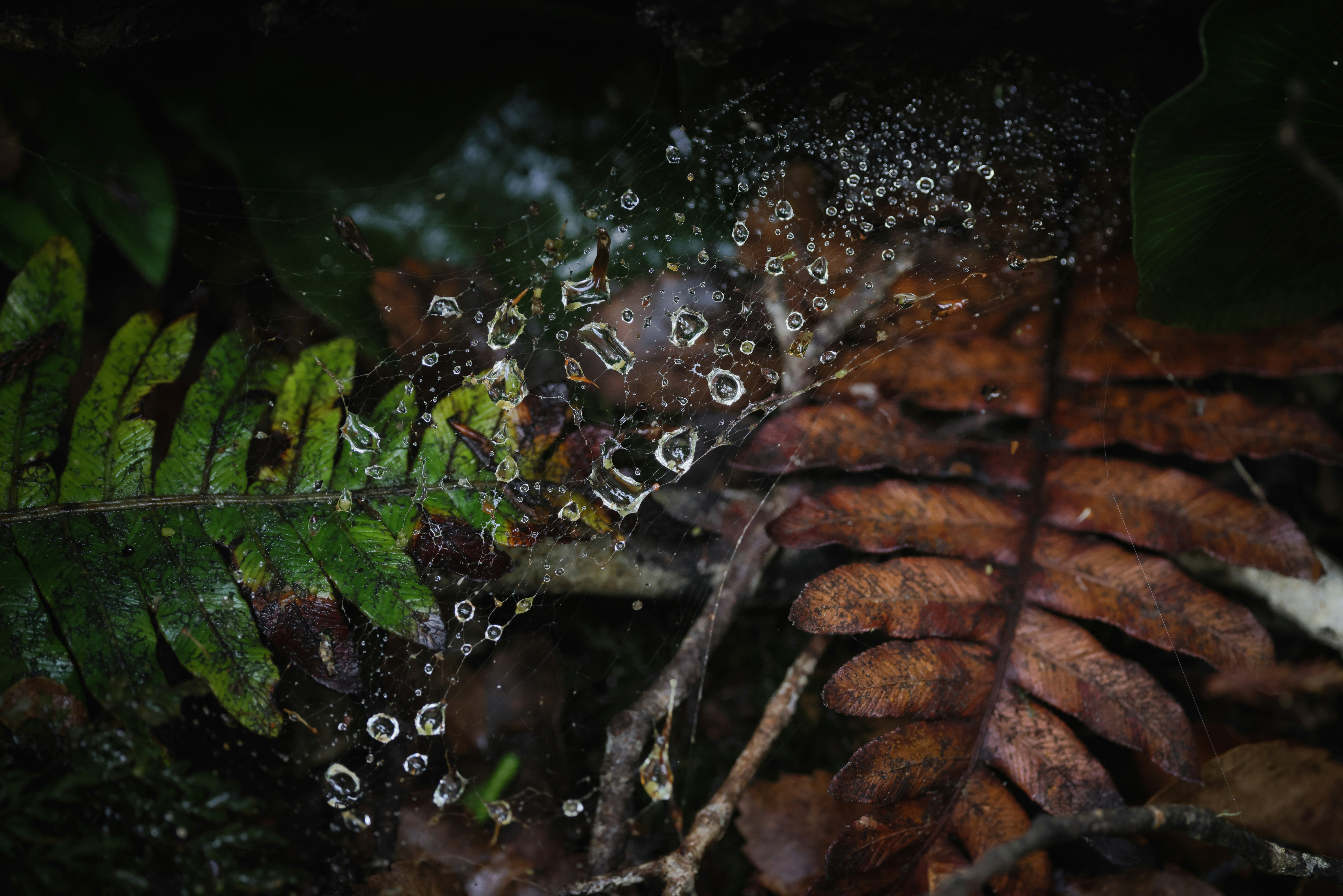 Drops on a fern: fragile bubbles tracing a forest floor