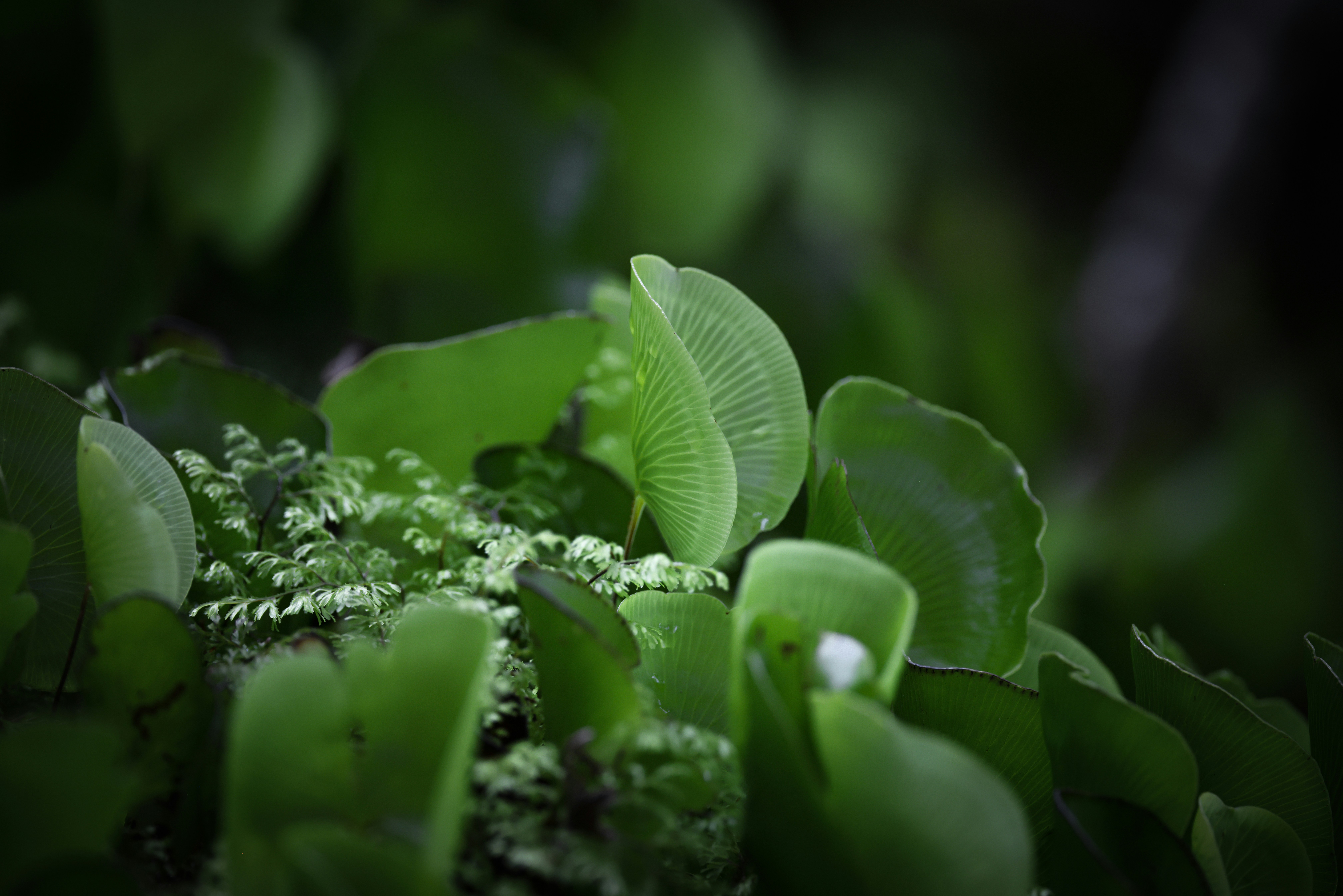 Emerald Leaves in Quiet Understory