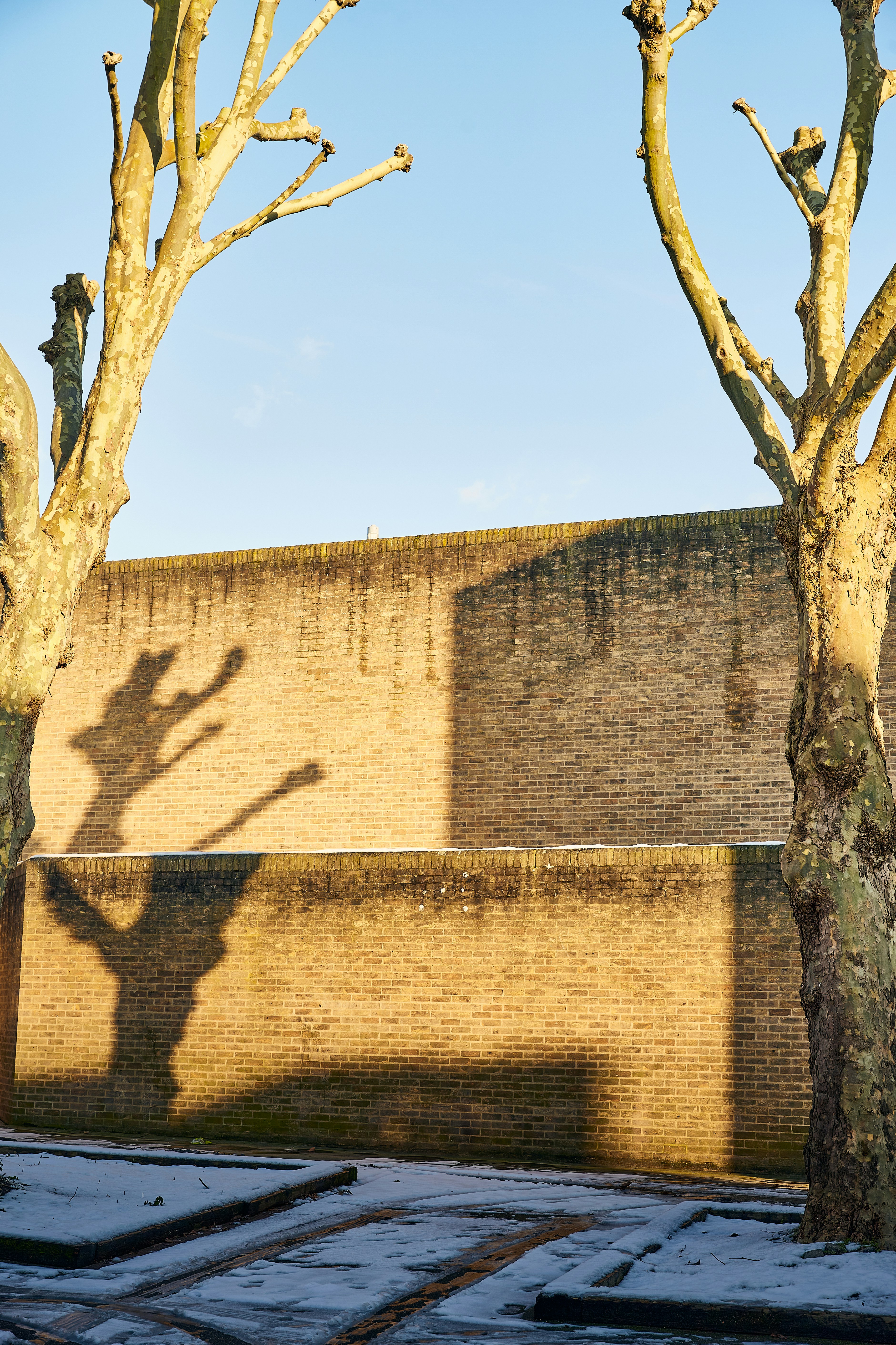 Shadowed Brick Wall Beneath Pruned Trees
