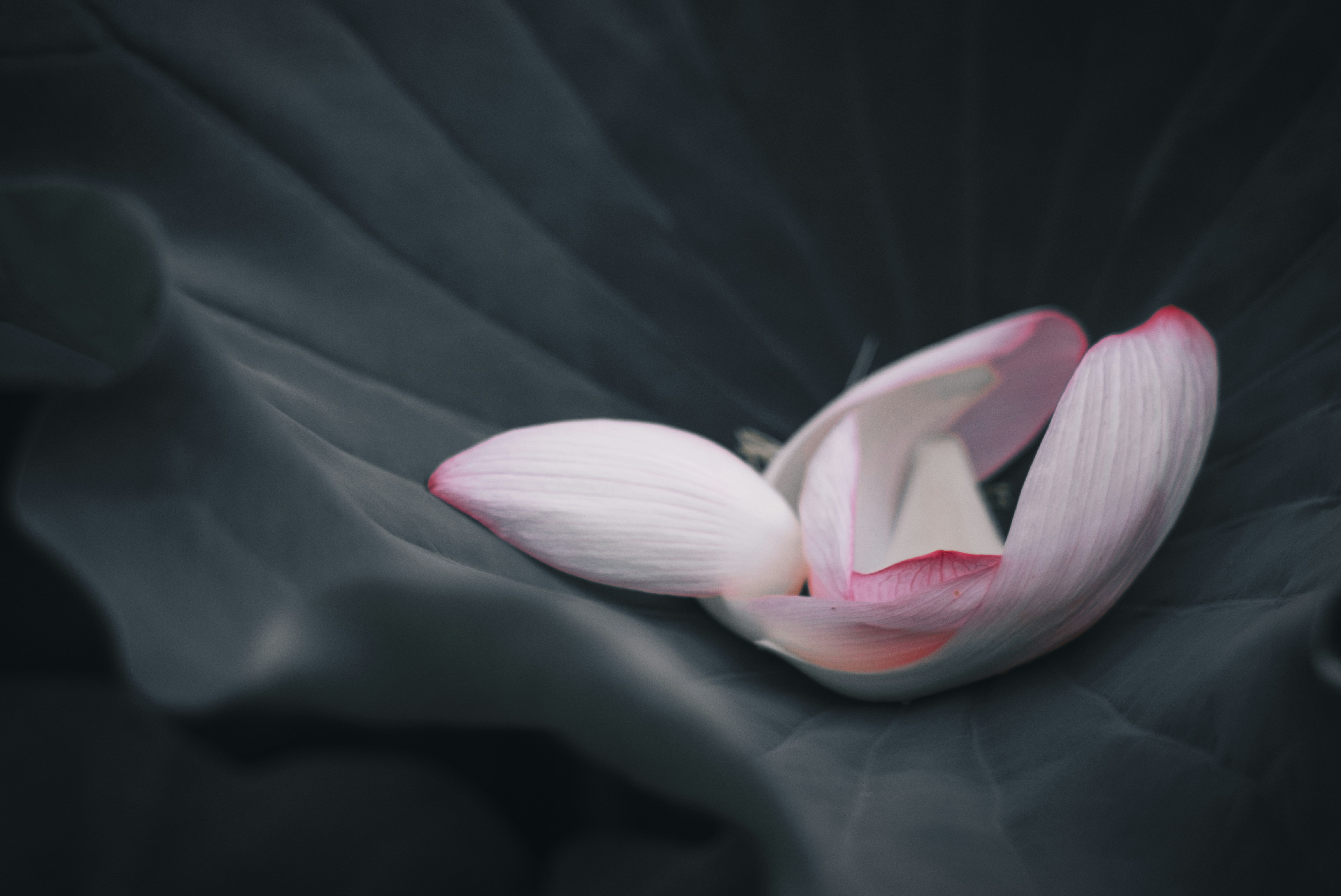 a pink flower sitting on top of a black surface