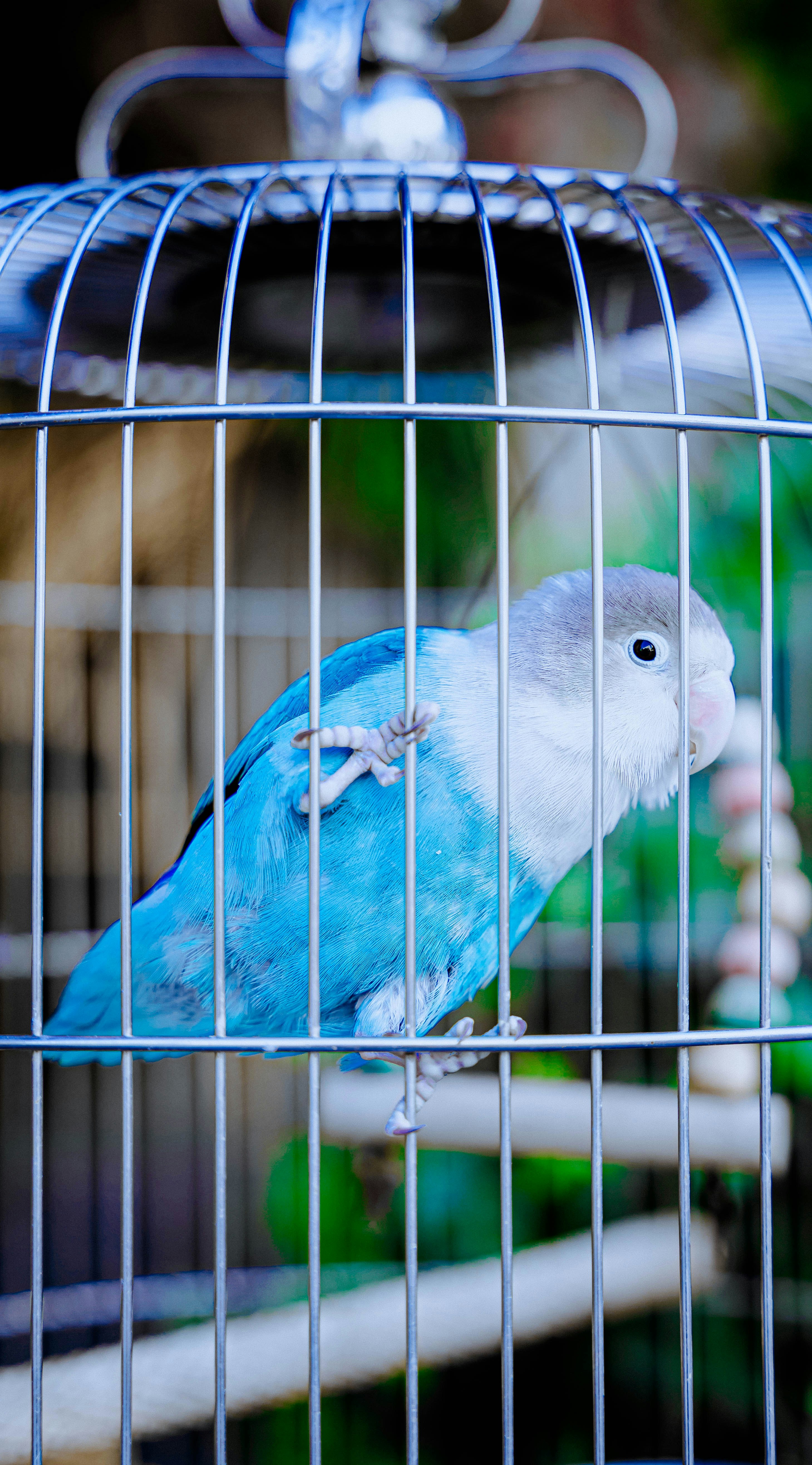 Une perruche bleue et blanche dans une cage à oiseaux photo – Photo ...