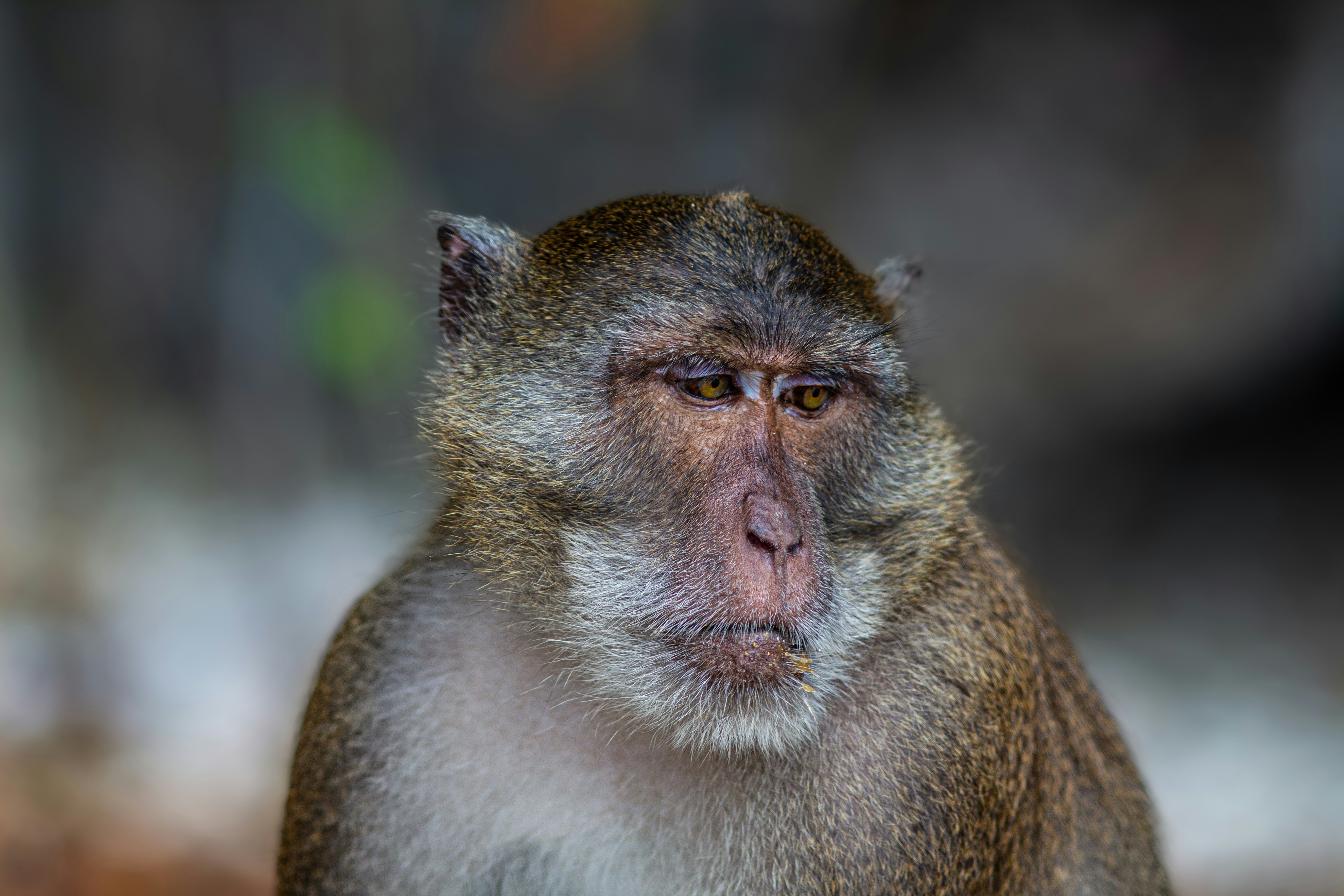 Monkey Pfp Pictures | Download Free Images on Unsplash