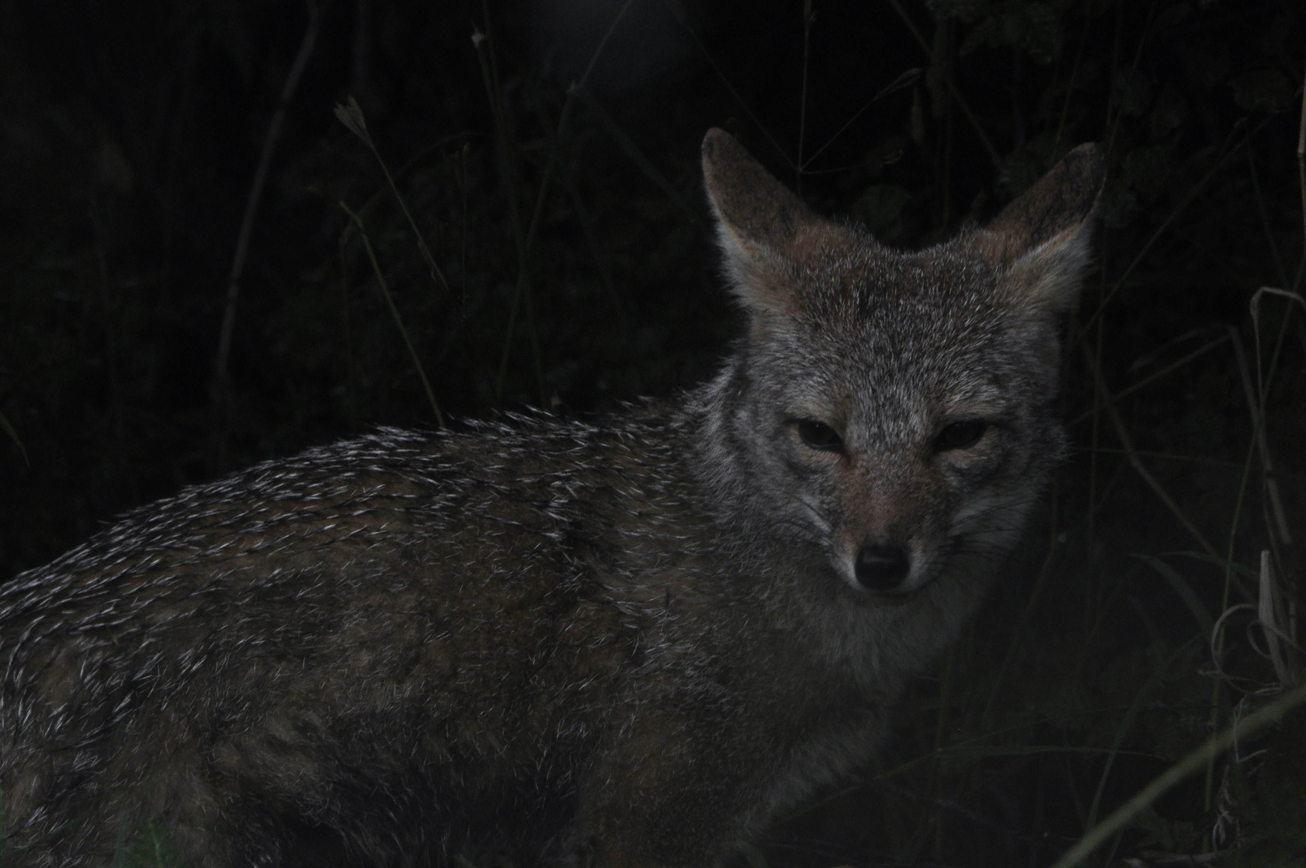 Nocturnal Gaze Through Shadowed Brush
