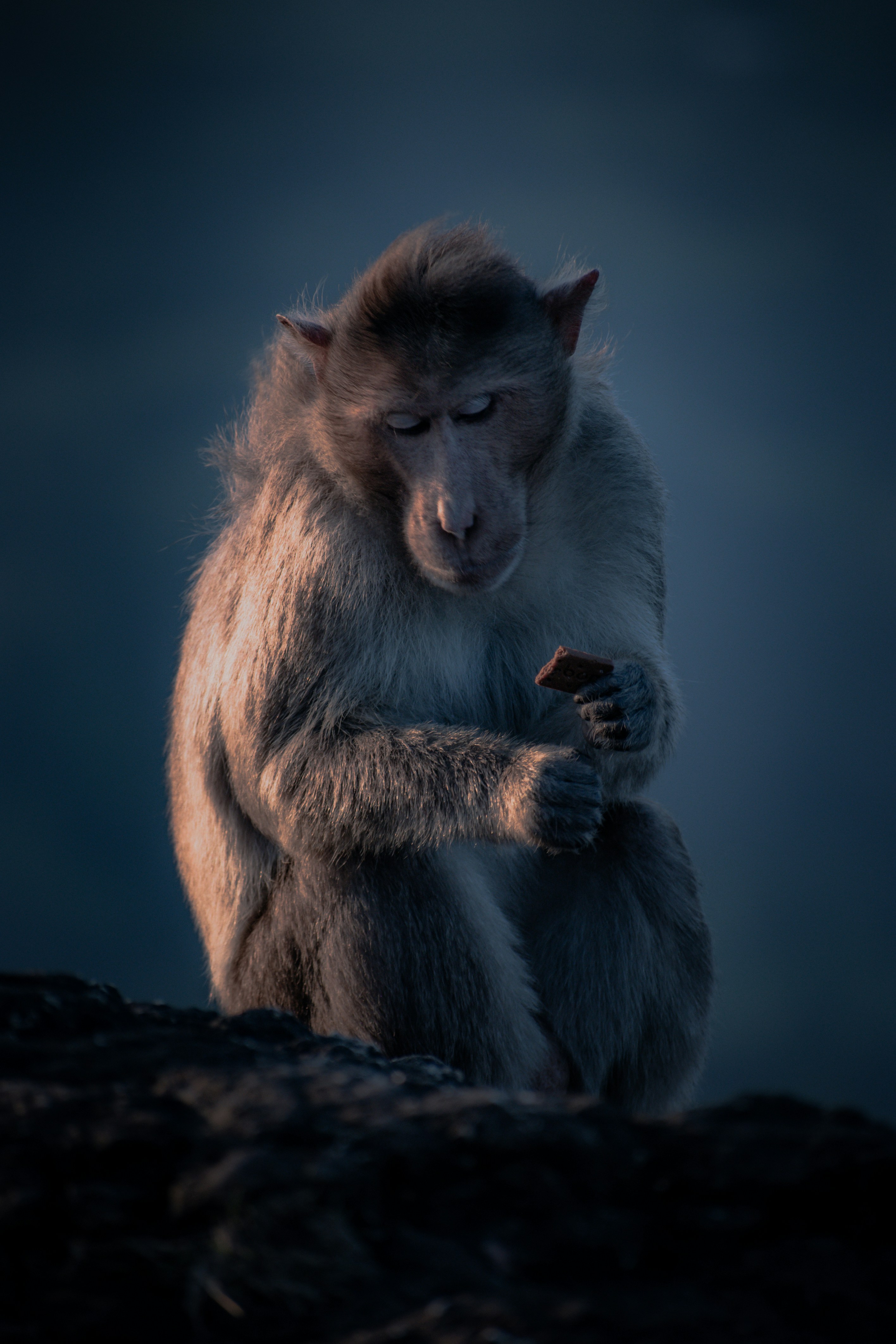 Un singe assis au sommet d’une colline rocheuse photo – Photo Animal ...