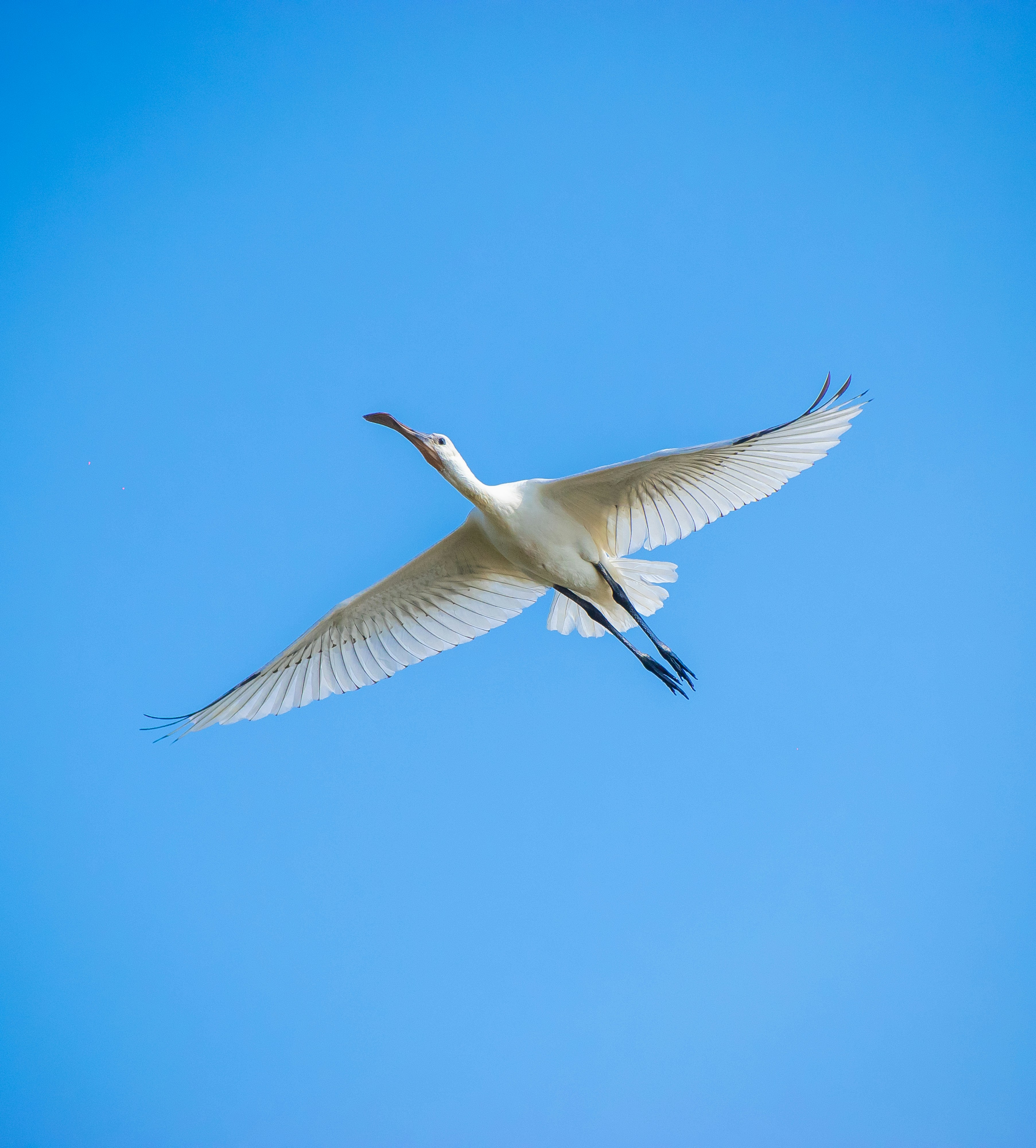 A large white bird flying through a blue sky photo – Free Bird Image on ...