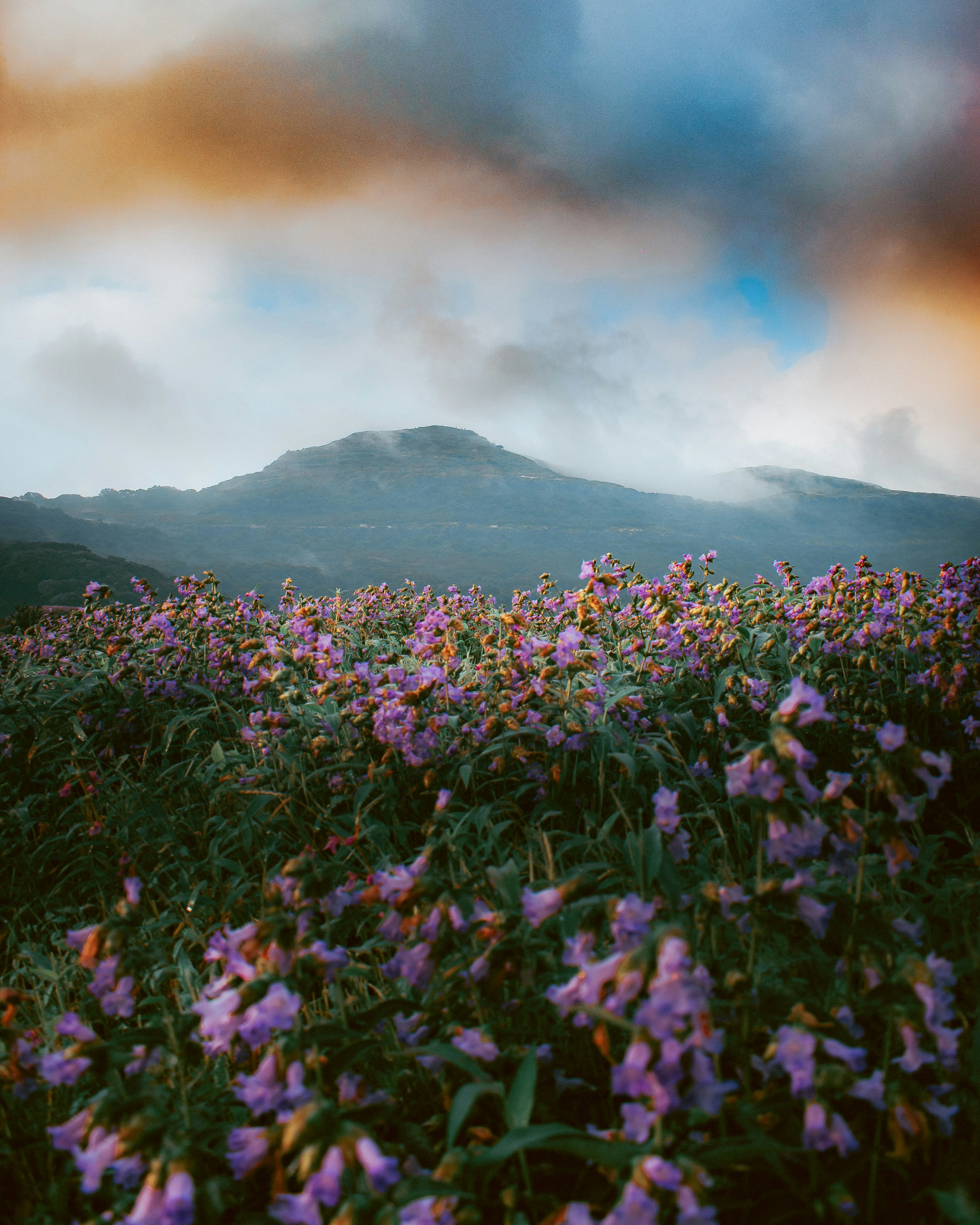 Violet Carpet at the Foot of a Cloud-Kissed Ridge
