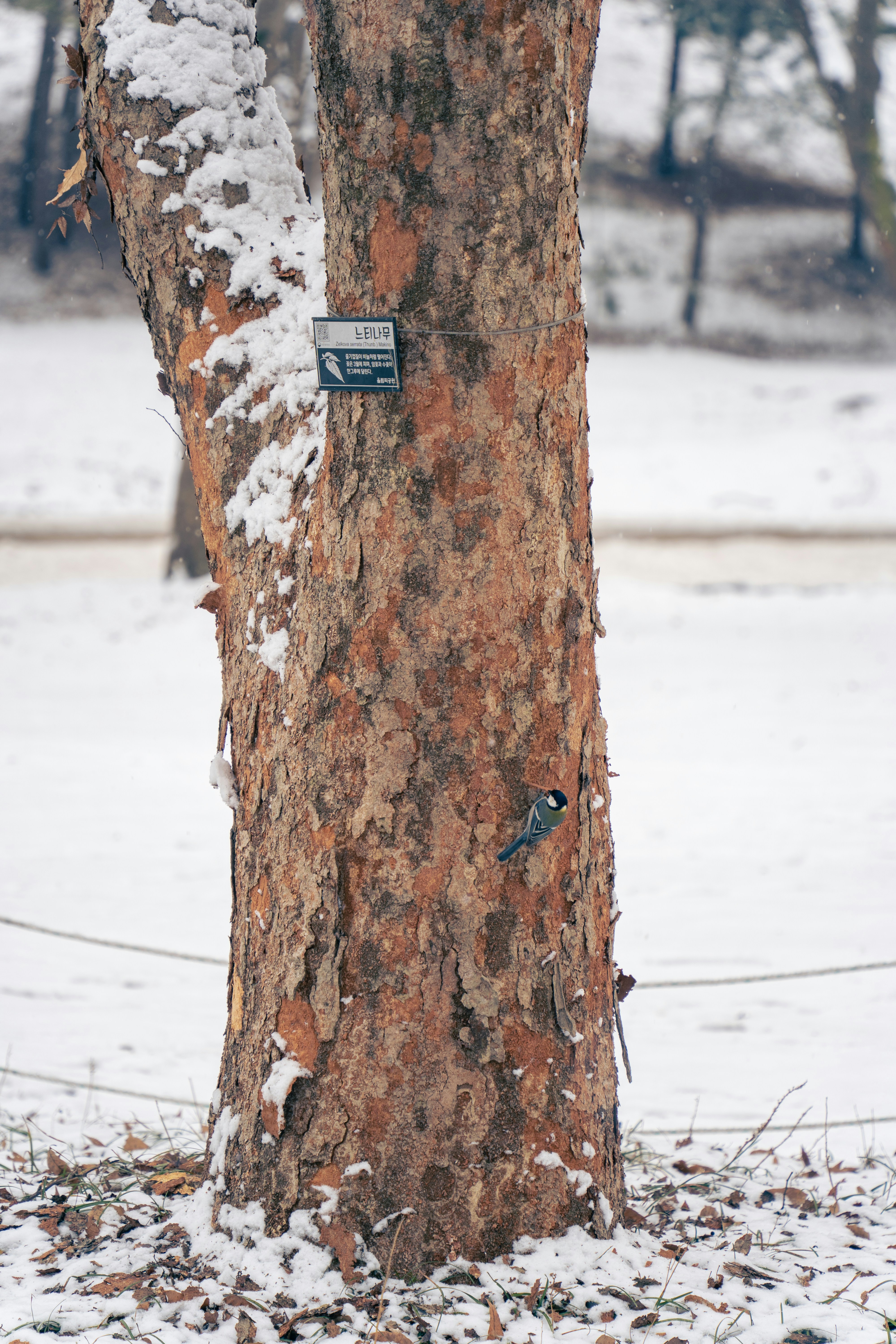 A woodpecker clings to a snow-dusted tree trunk, showcasing its intricate plumage against the textured bark. A nearby information sign adds context to the scene.