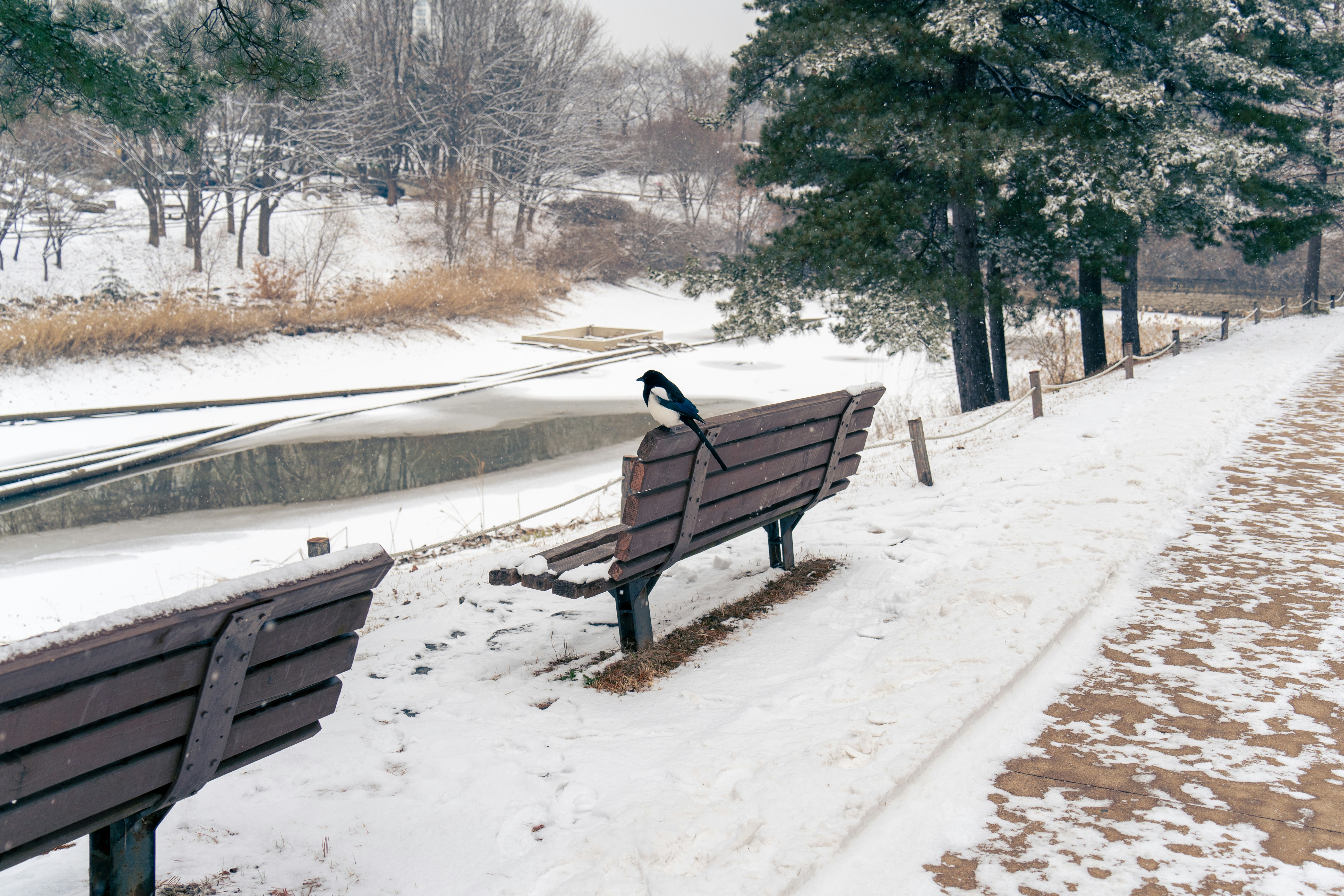 Perched in a Quiet Winter: A lone bird on a park bench