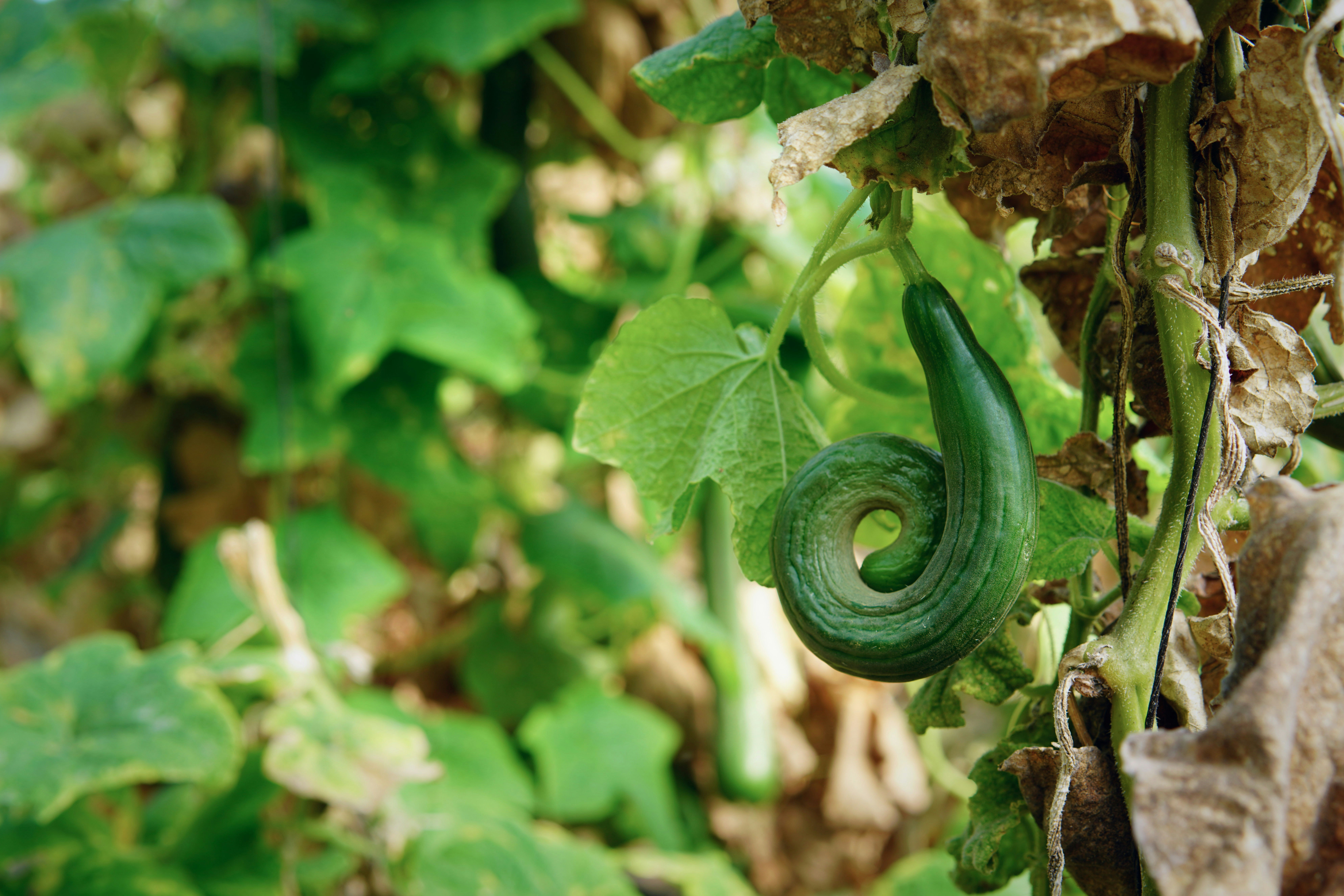 Verdant Spiral: A Green Tendril Winding Through Sunlit Foliage