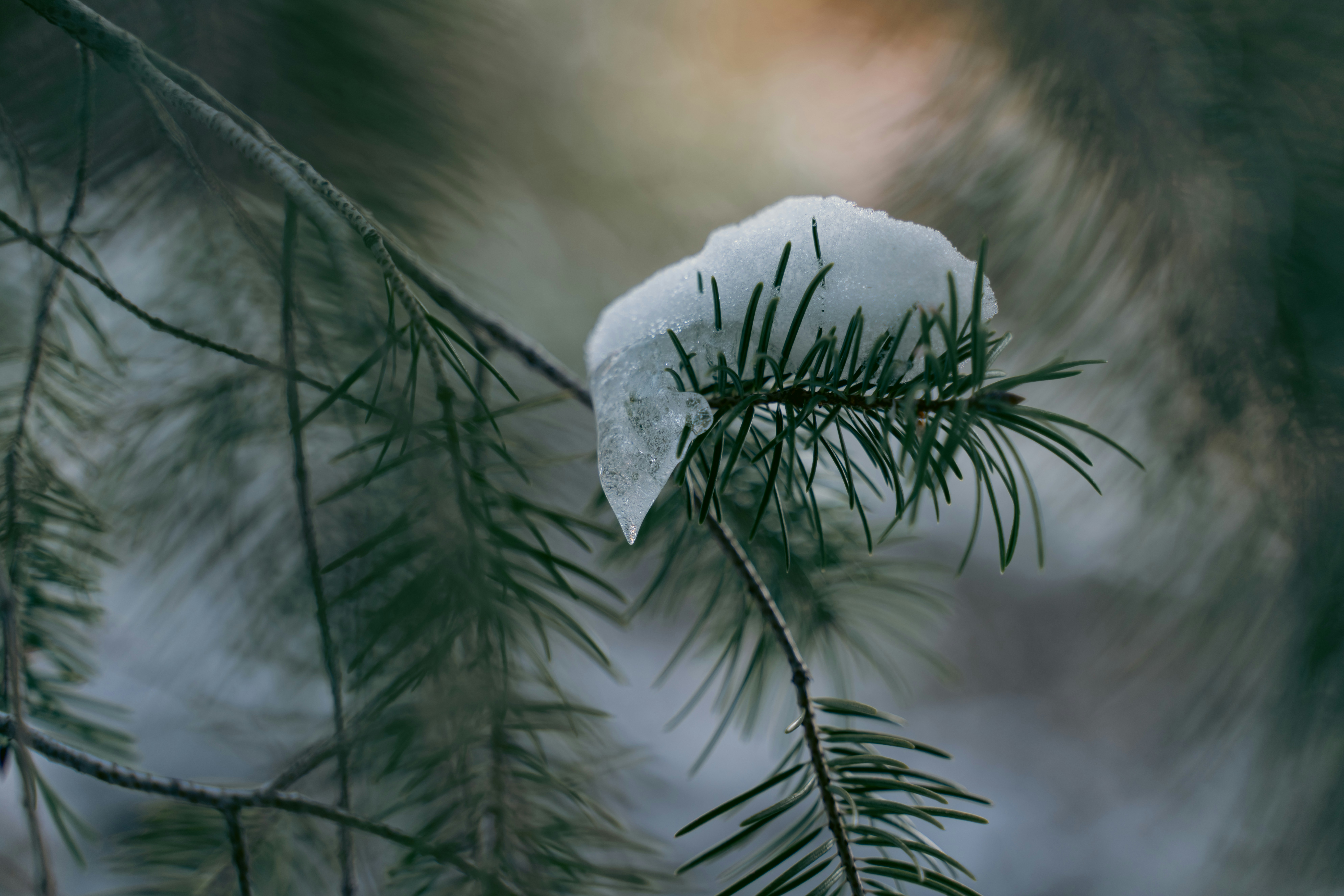 Snow-Kissed Pine: A Micro Winter Portrait