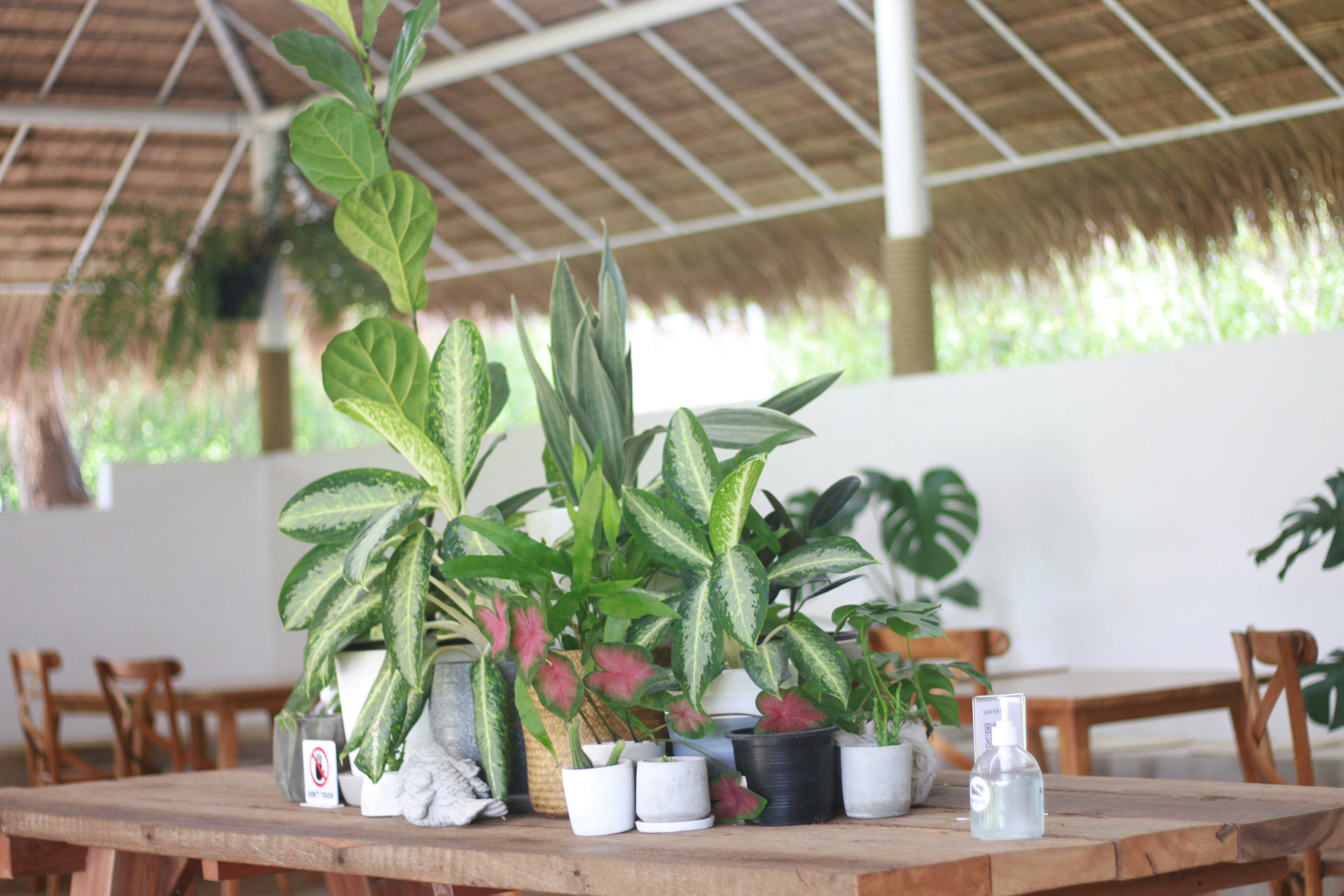 Verdant Centerpiece Under a Thatched Roof