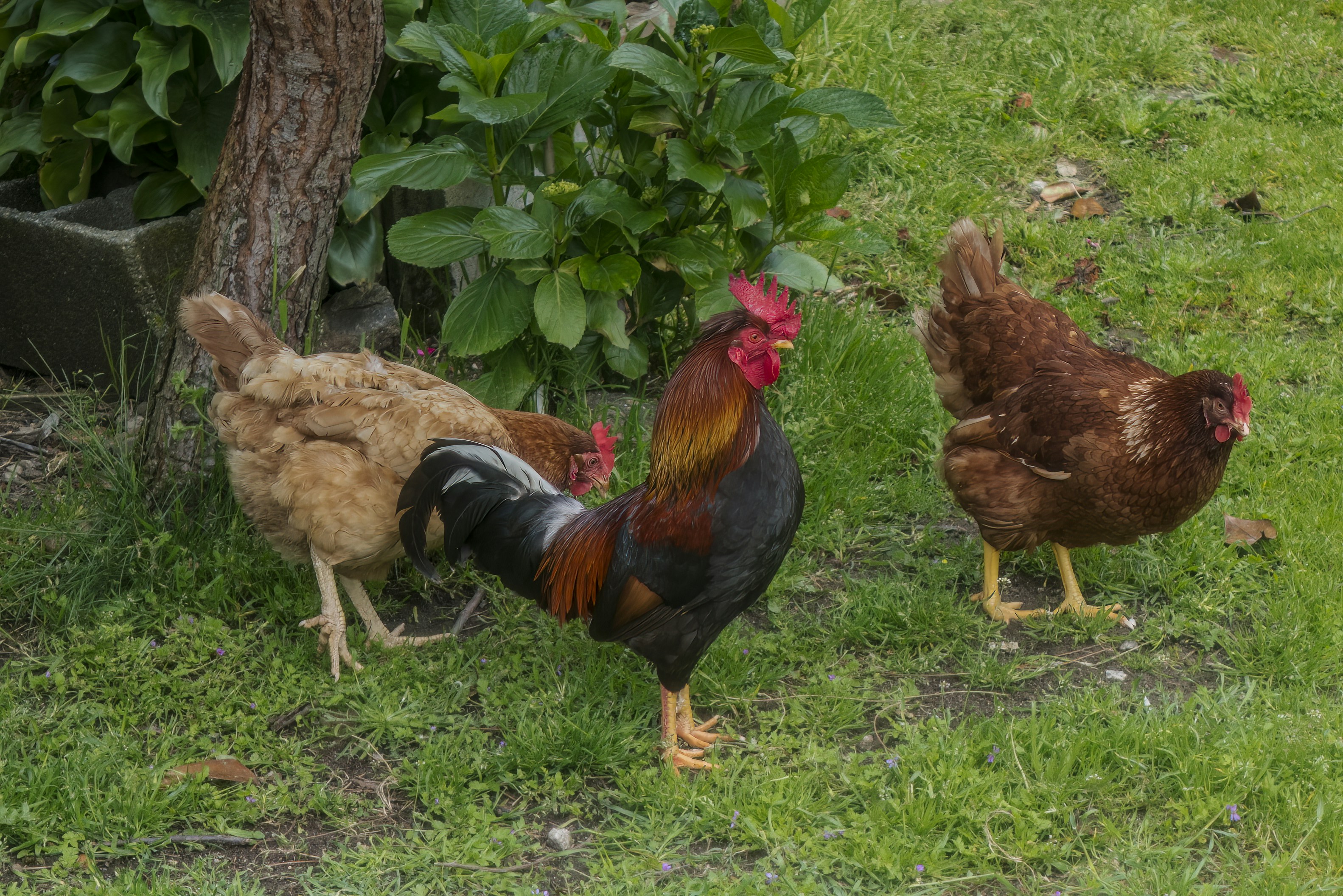 Three chickens standing on lush grass near a tree and bushes.