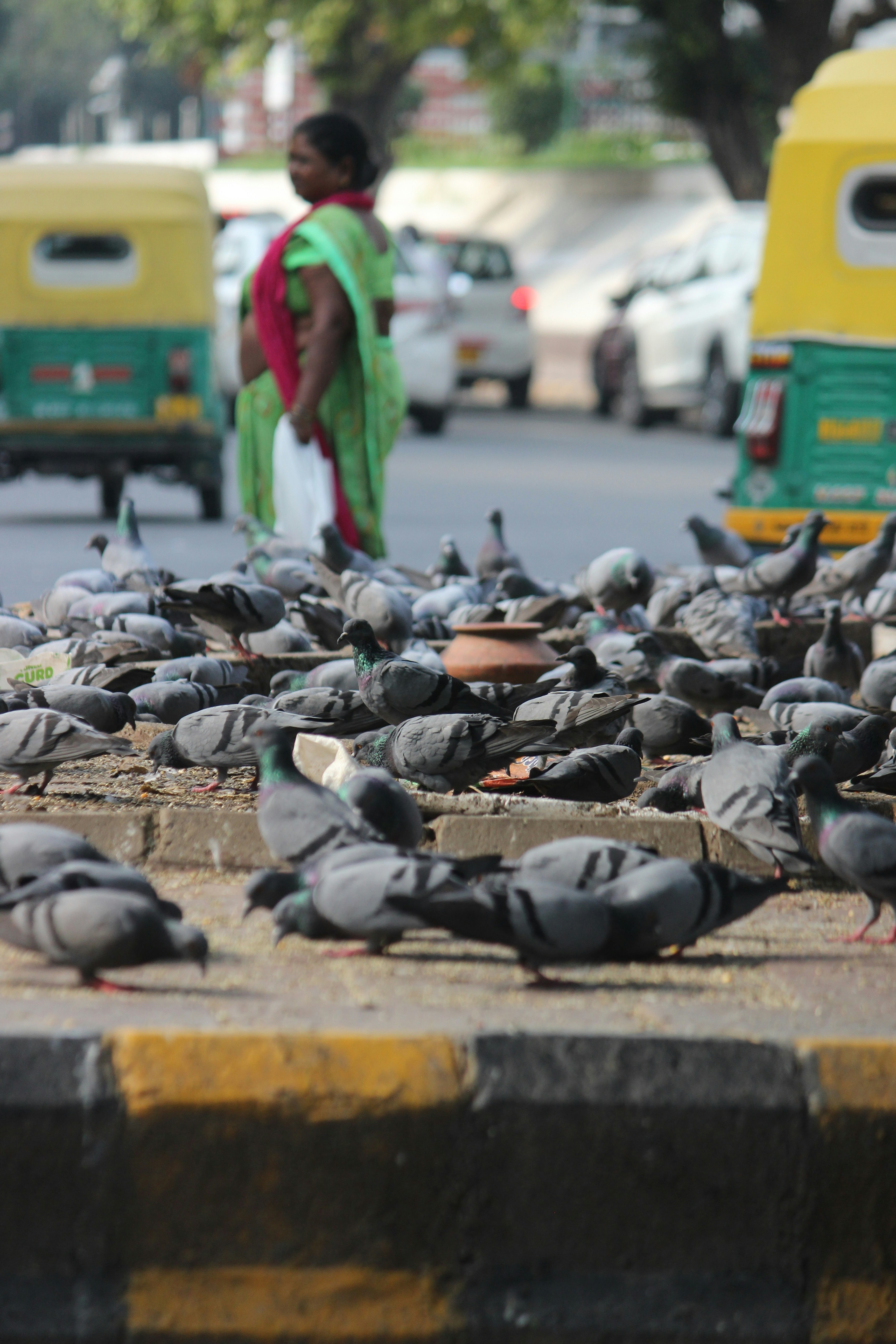 Curbside Chorus: Pigeons in the Foreground, a Green Sari Moment in the Background