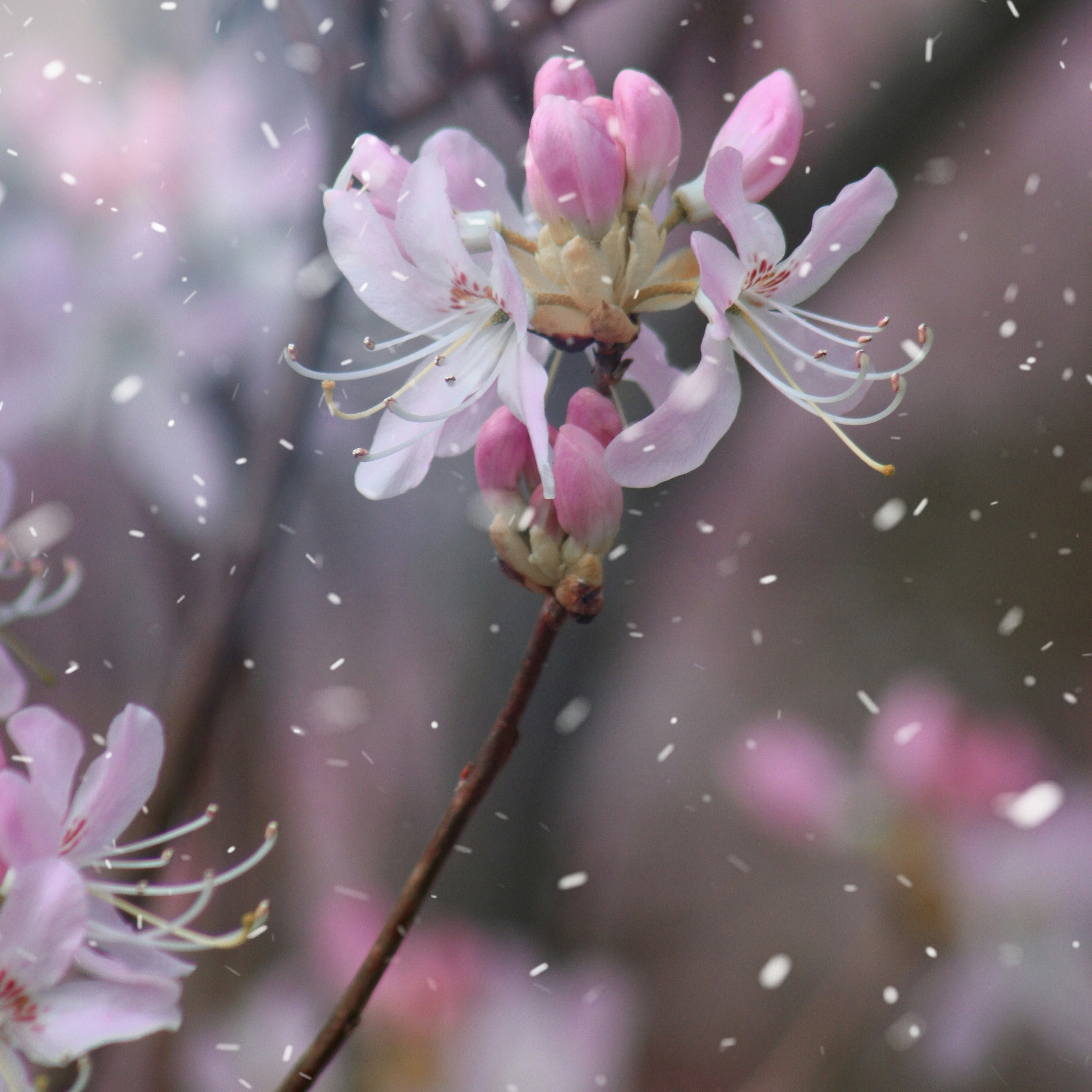Blossoms in Snowfall: Pink Buds on a Whispering Branch