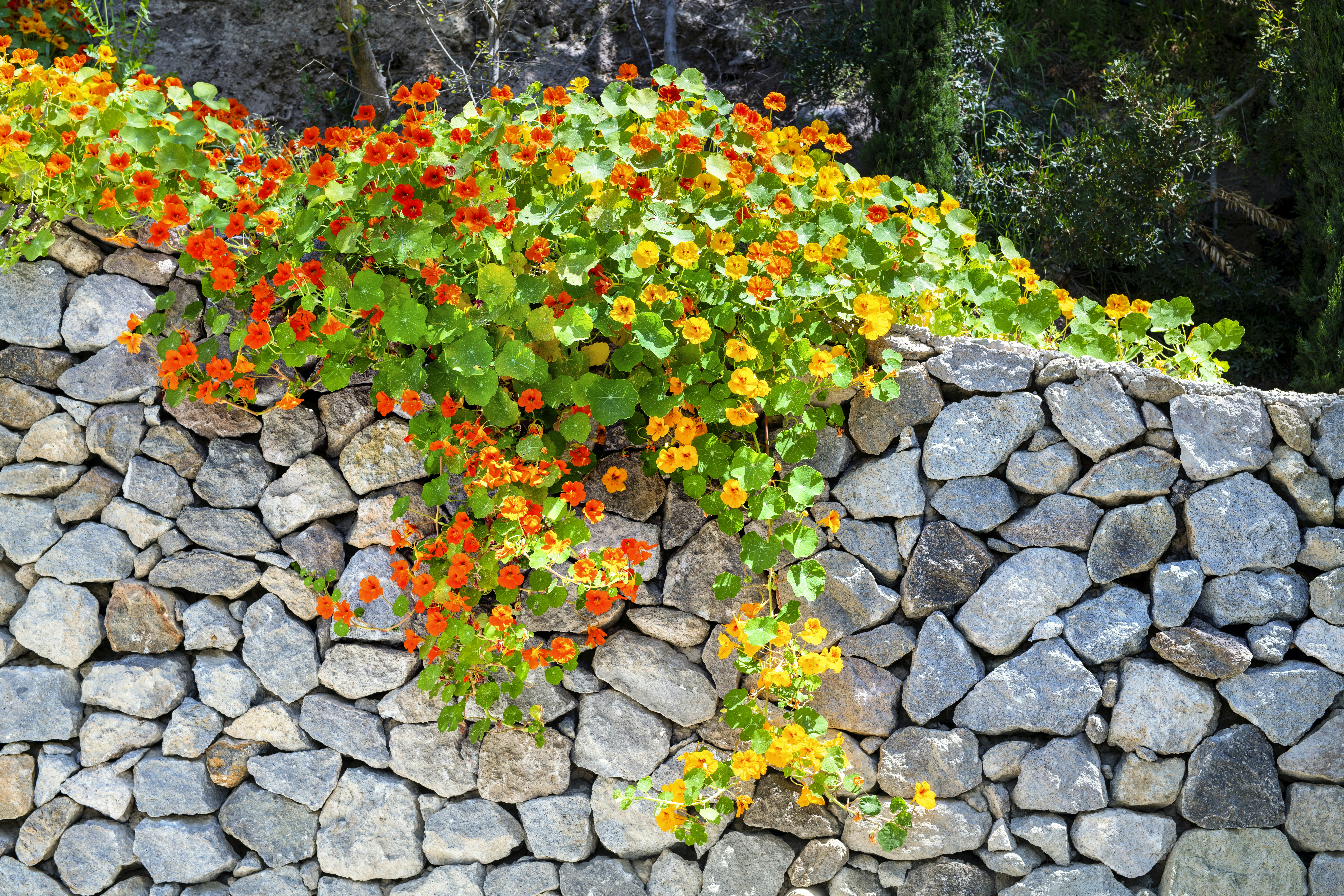 a rock wall with flowers growing out of it