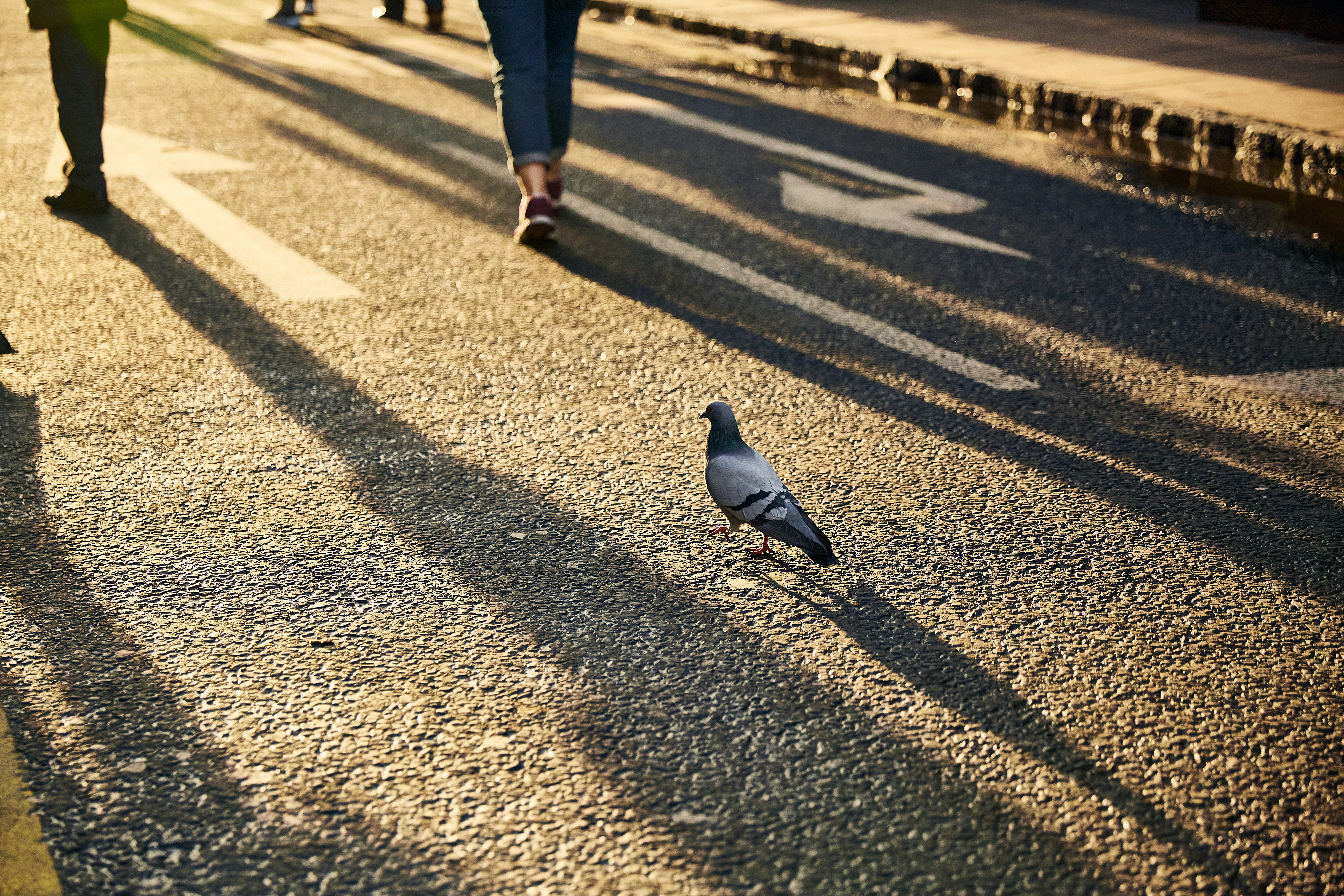 A small bird standing on the side of a road photo – Free Person Image ...
