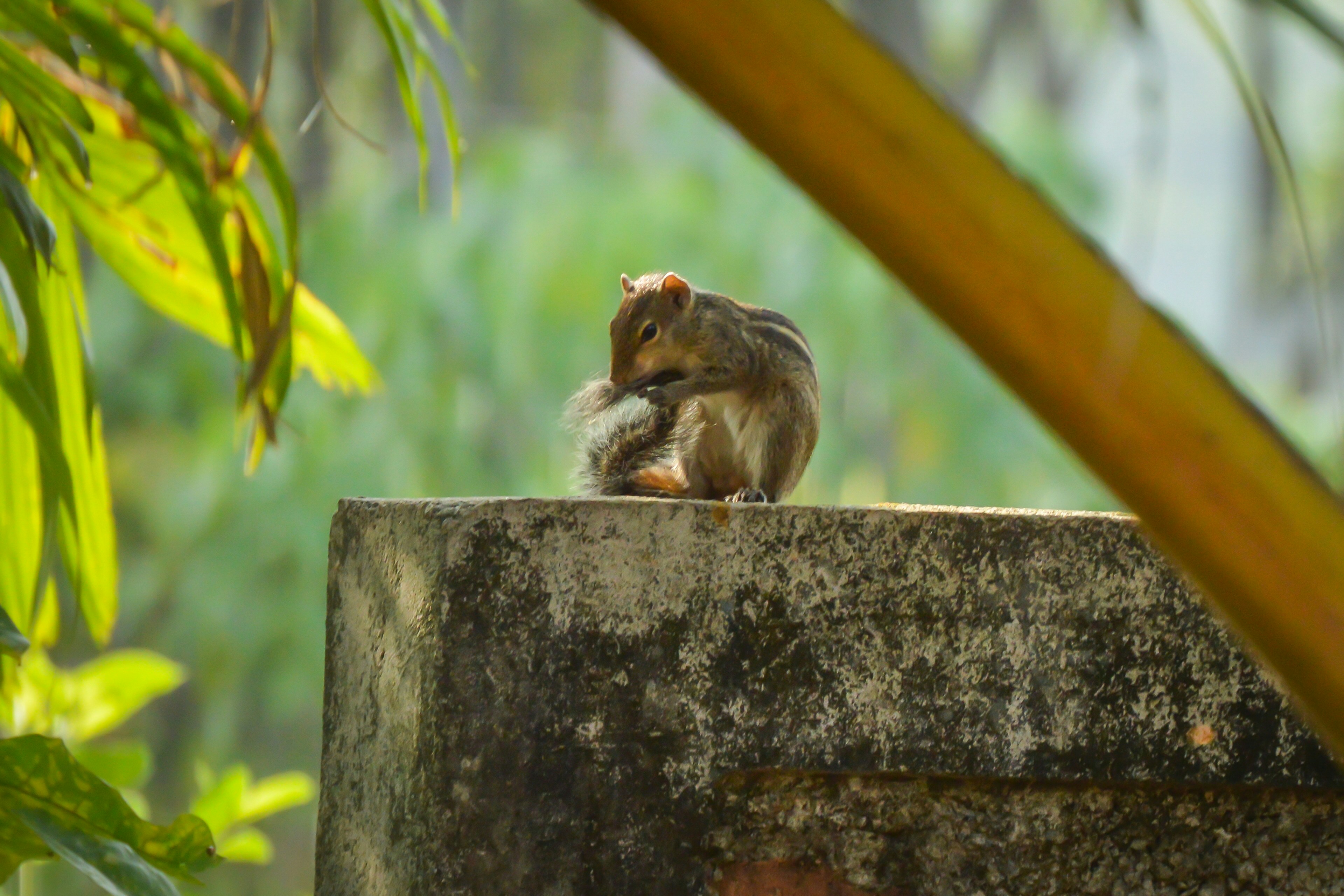 Perch on the Weathered Pillar: A Curious Squirrel in a Sunlit Garden