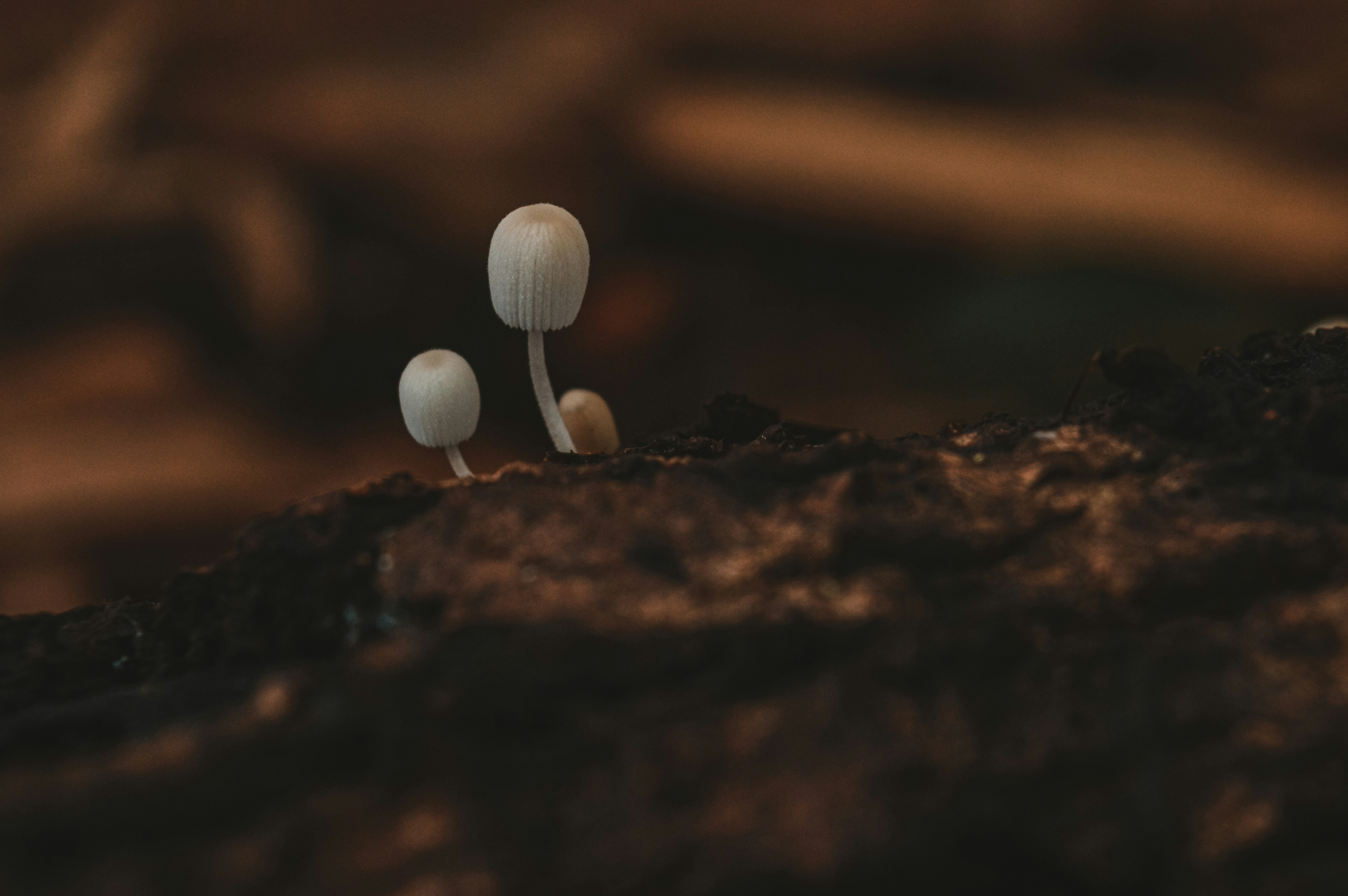 a couple of white mushrooms sitting on top of a pile of dirt