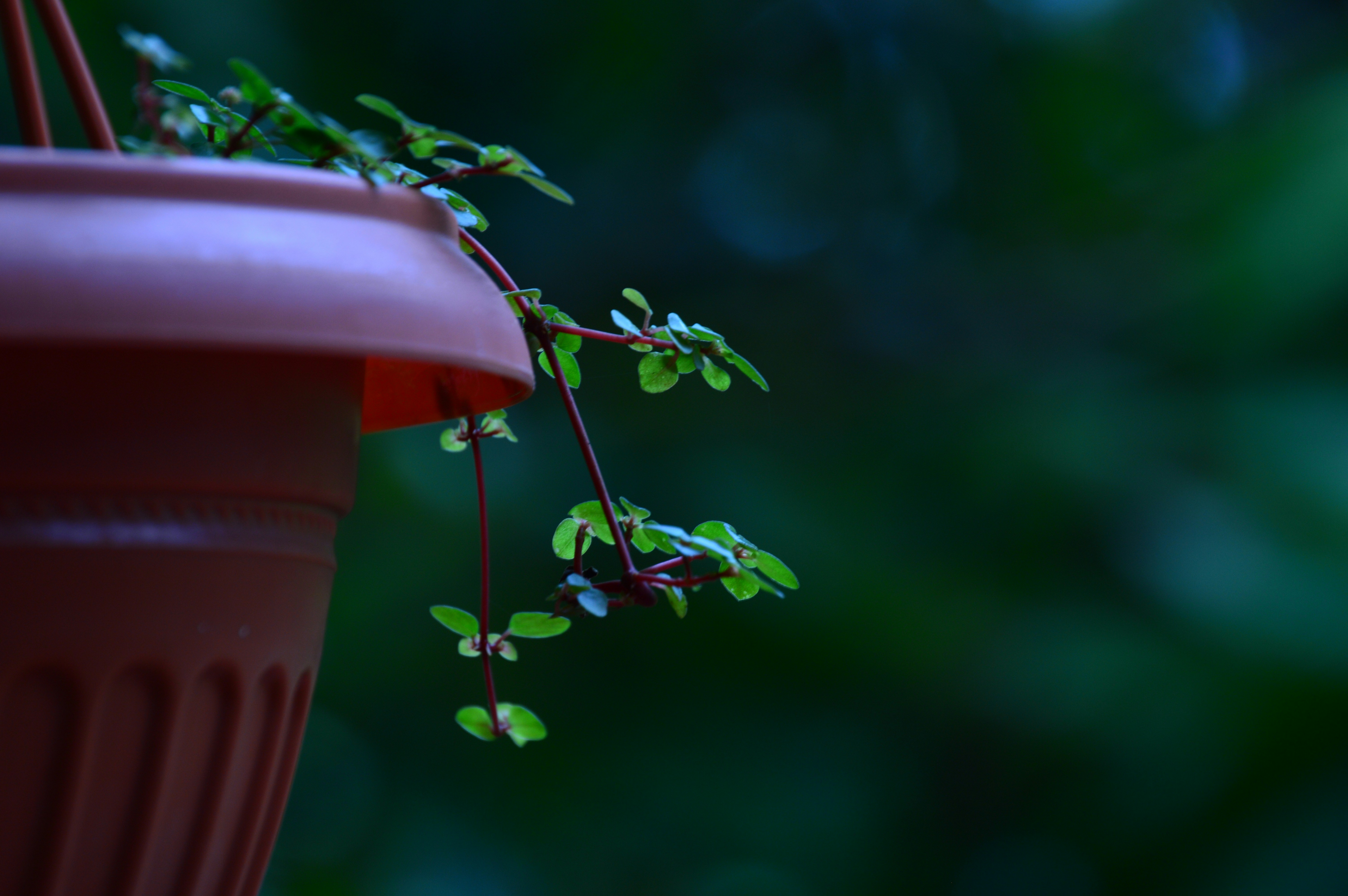 Verdant Threads Draped from a Terracotta Pot