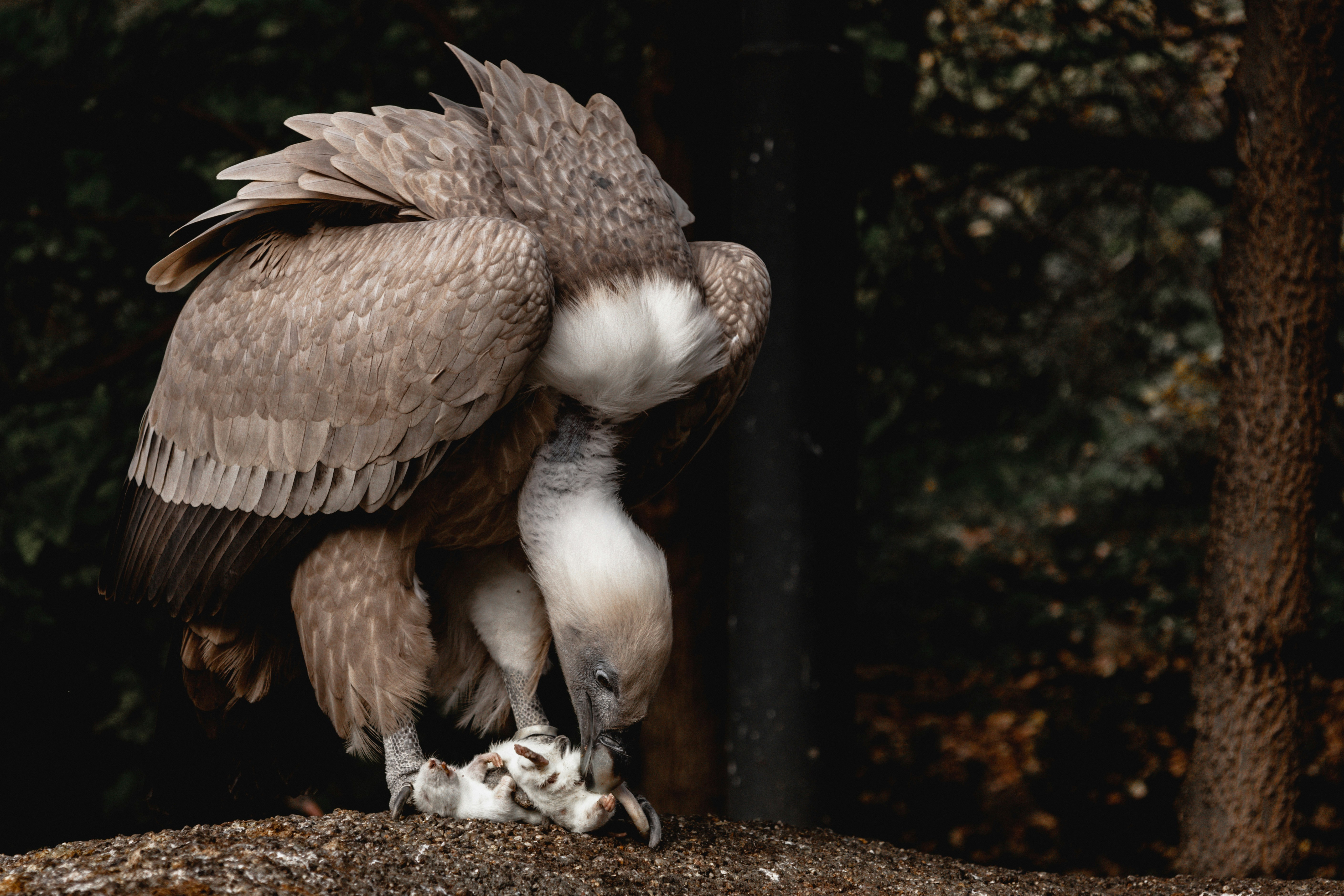 Pale-Headed Raptor on a Rocky Vigil