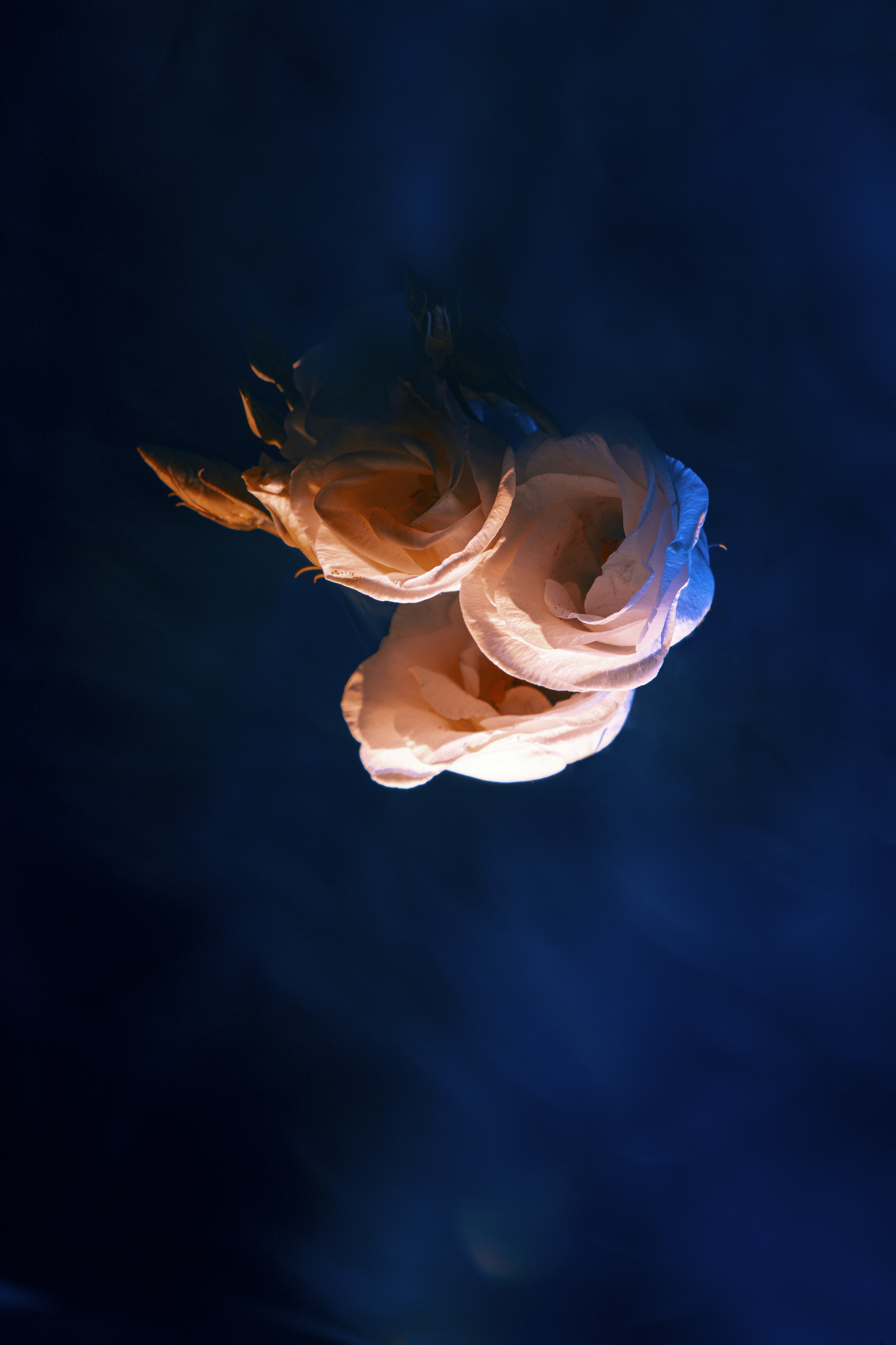 Hovering Peach Rose in a Velvet Blue Backdrop