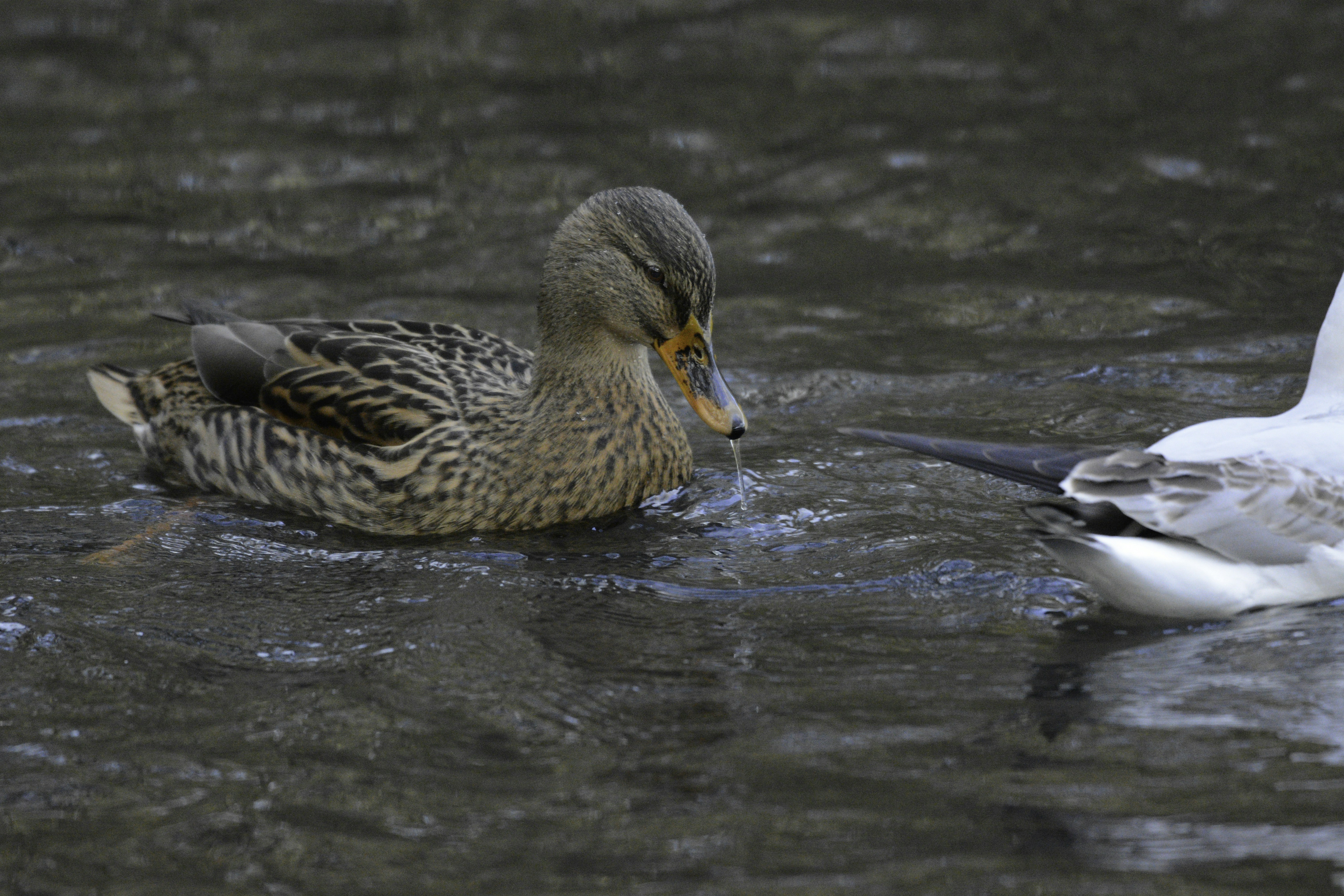A couple of ducks floating on top of a body of water photo – Free ...