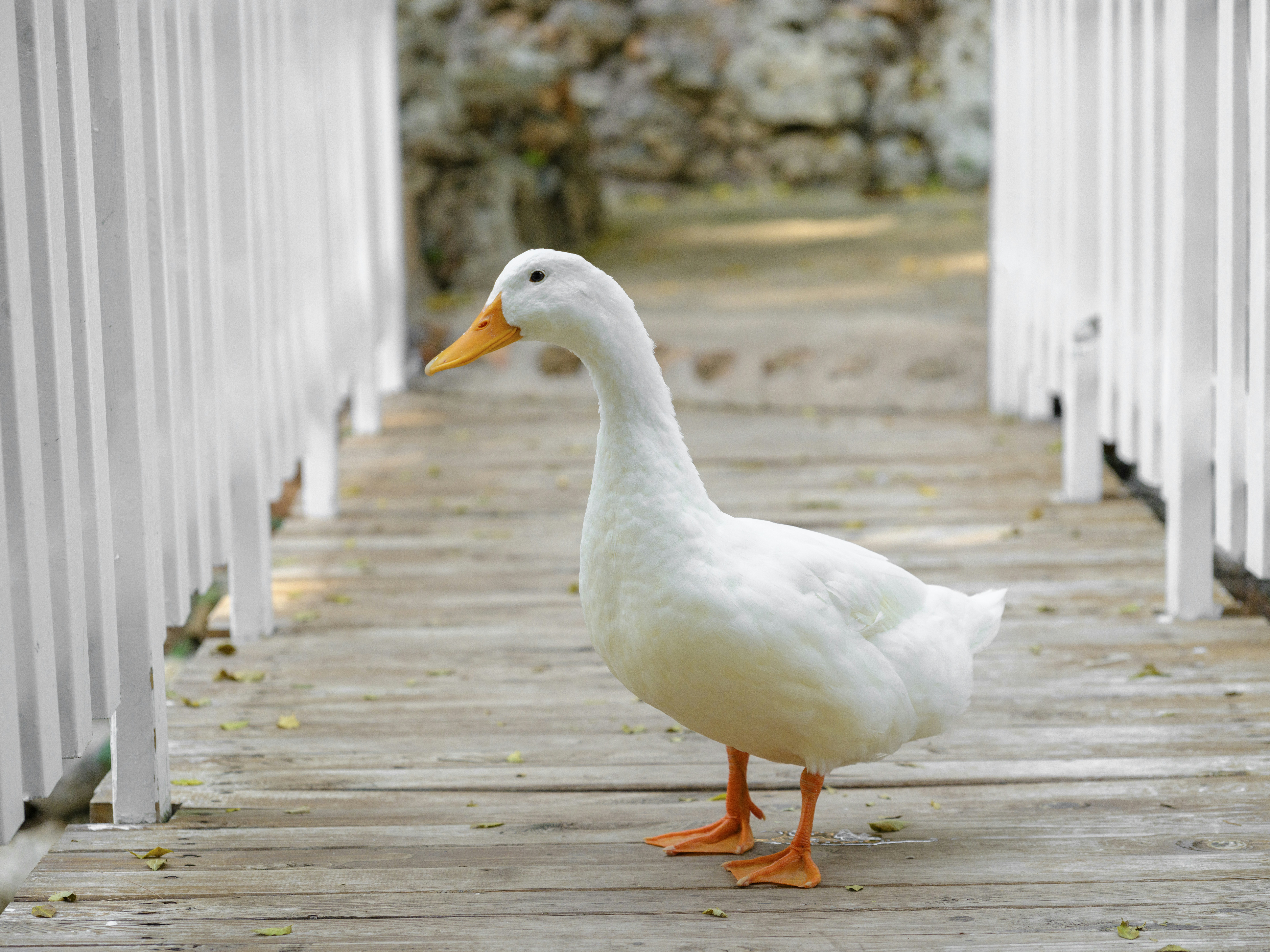 A white duck standing on a wooden walkway photo – Free Animal Image on ...
